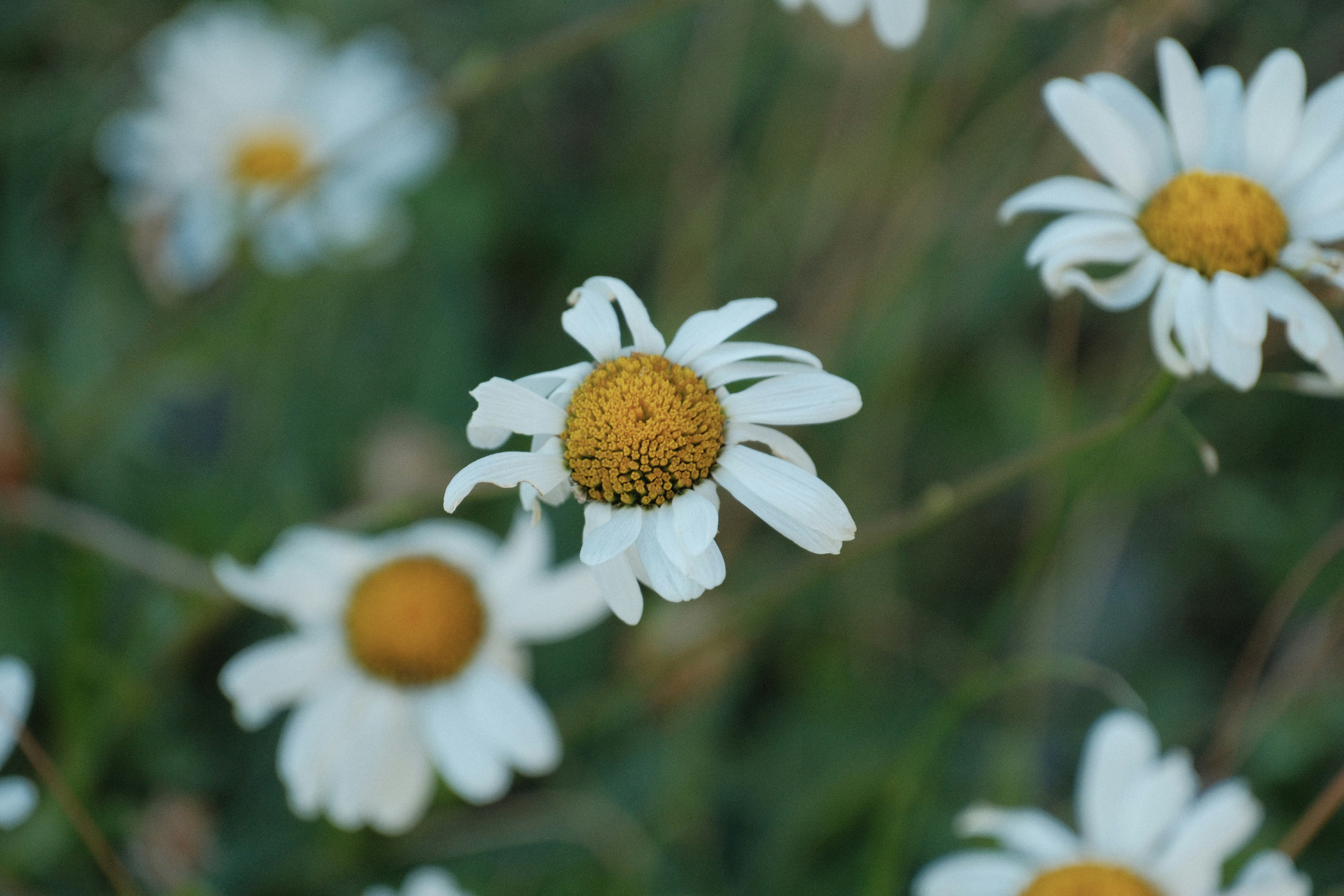 Dancing Daisies: A Field of Gentle Whimsy