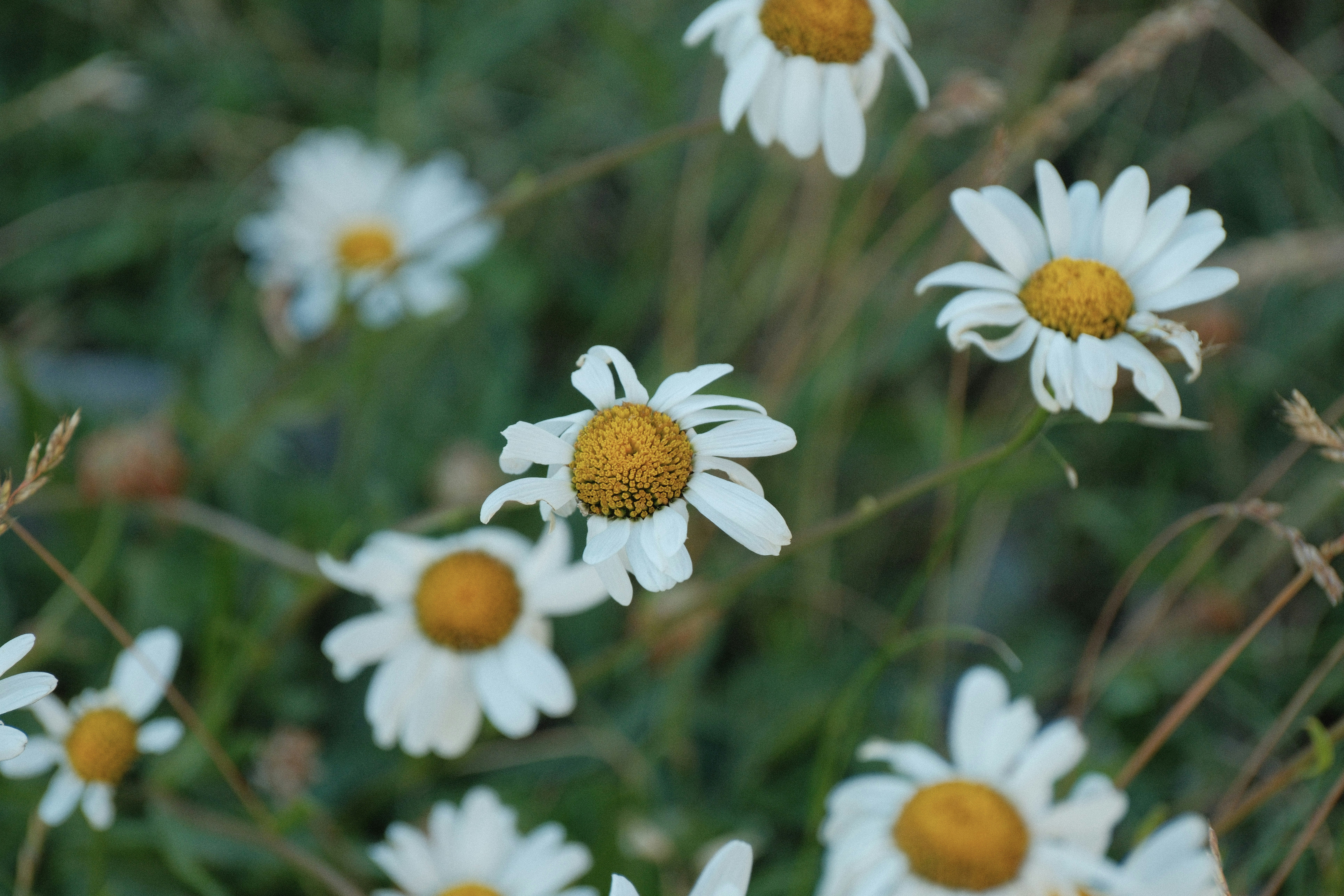 Daisy Mosaic: White-Petaled Bloom Chorus in a Meadow