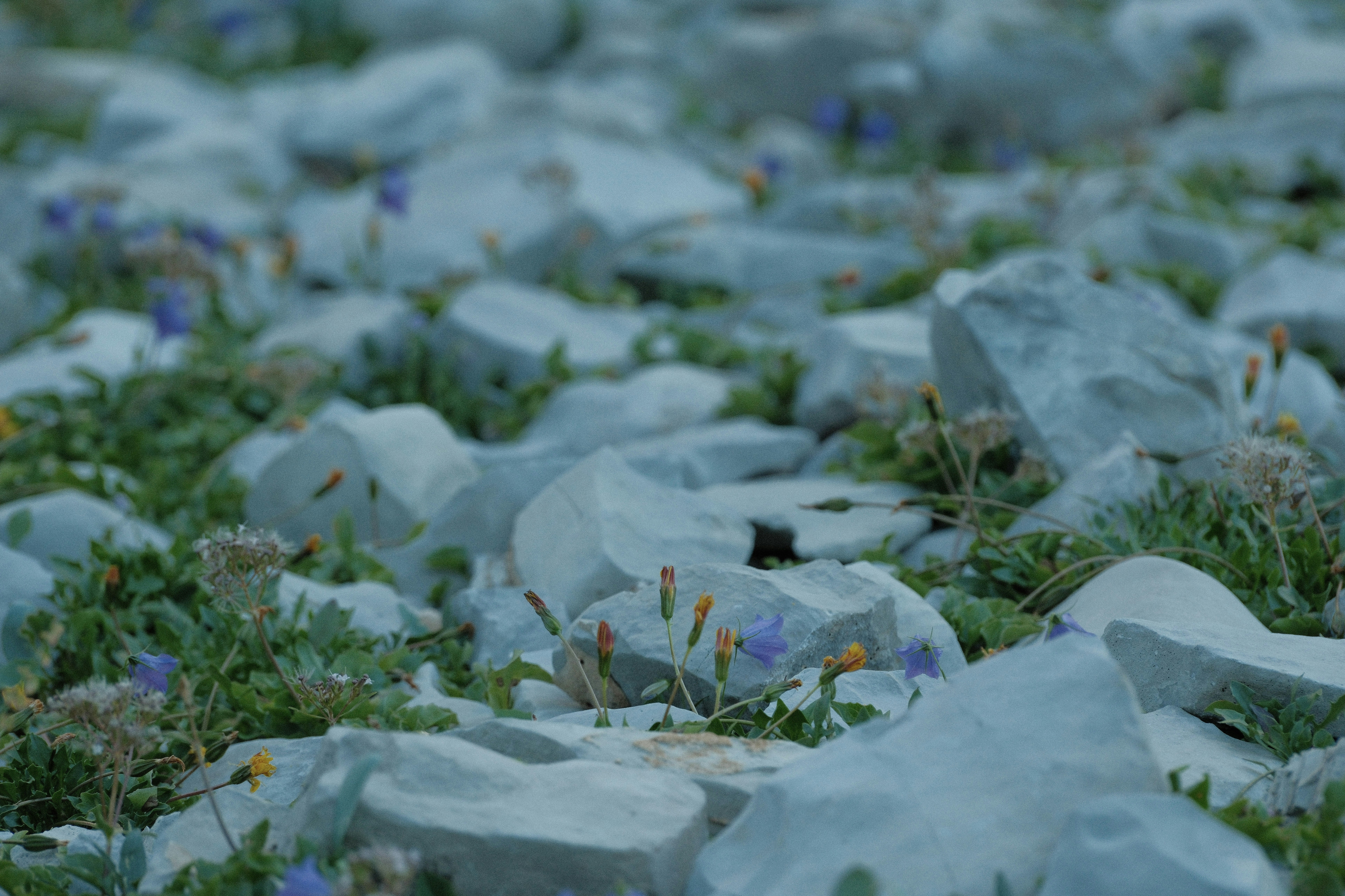 Bluish-green Stones and Wildflowers on a Rugged Slope