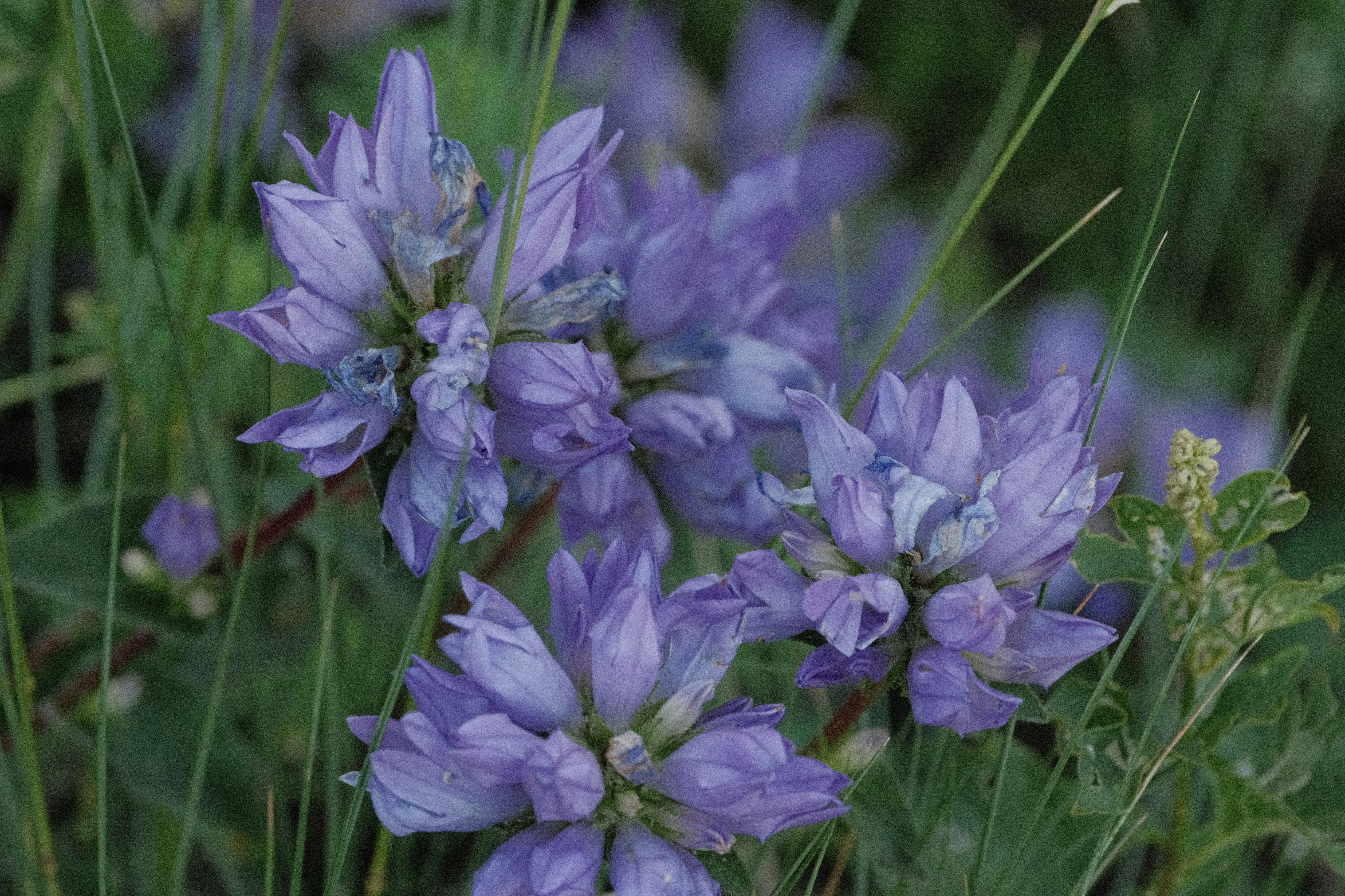 Lavender-Blue Blooms in Quiet Grass