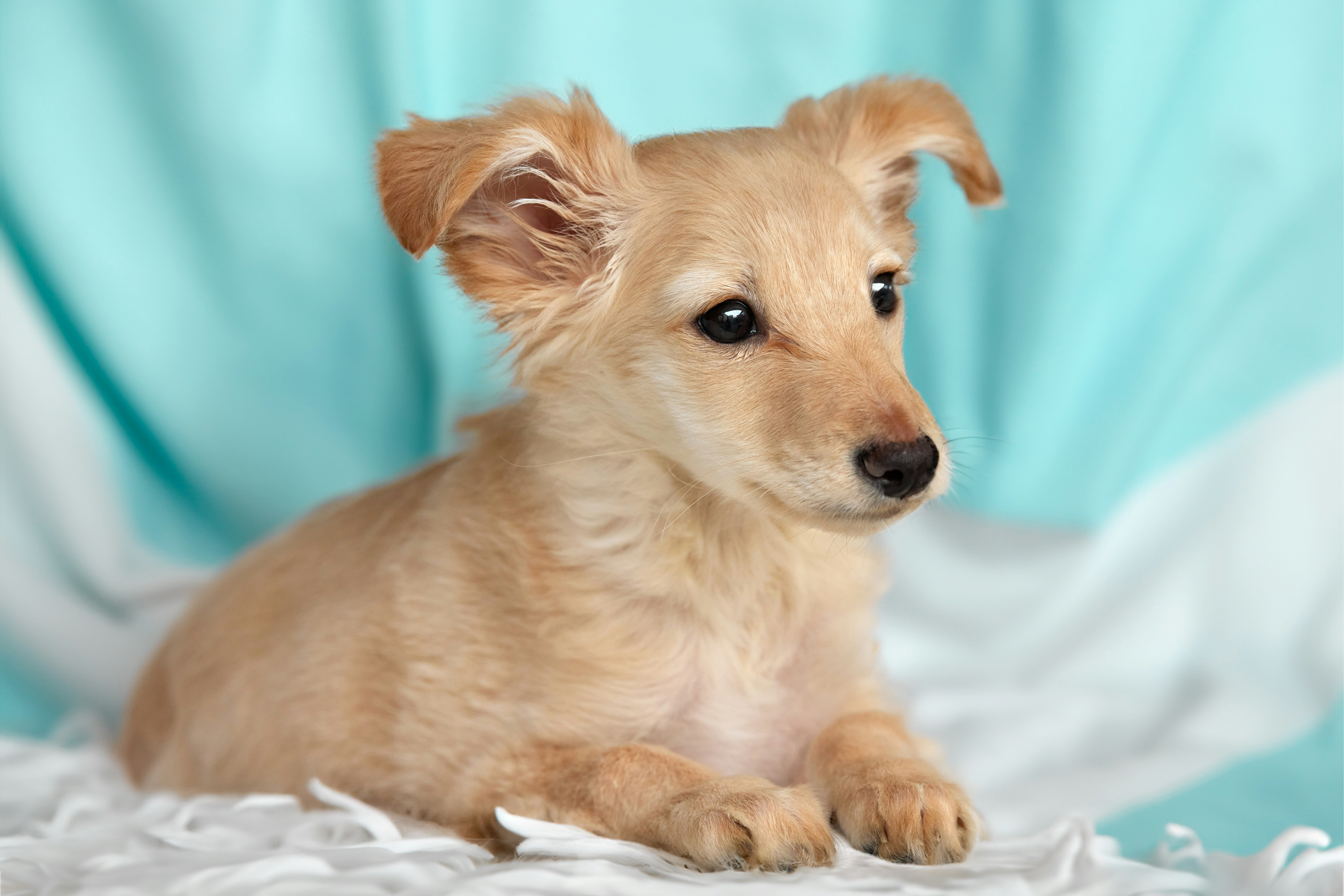 Gentle Golden Pup on a Turquoise Drift