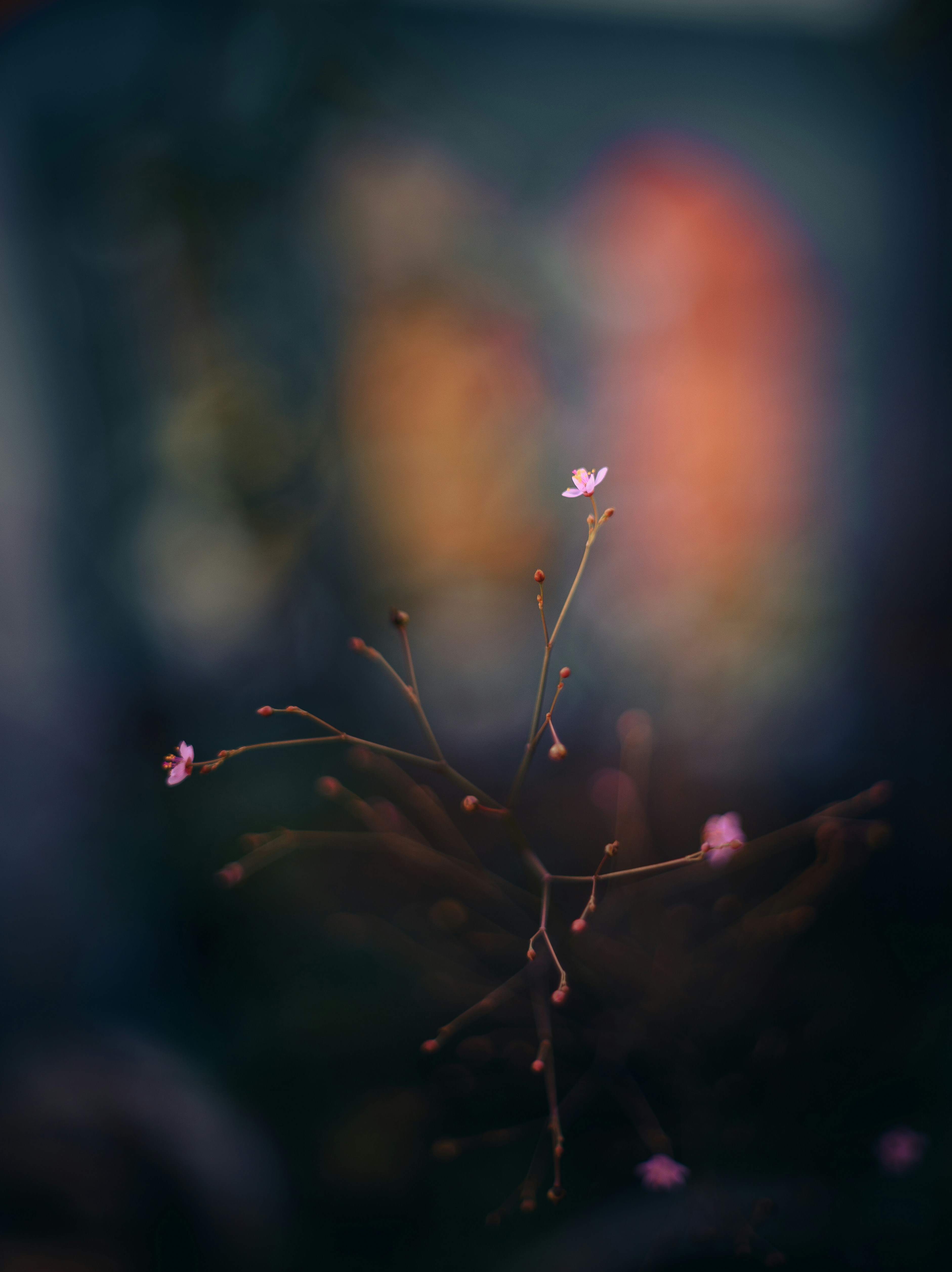 Bloom on a Needle Branch: a Soft Focus Moment
