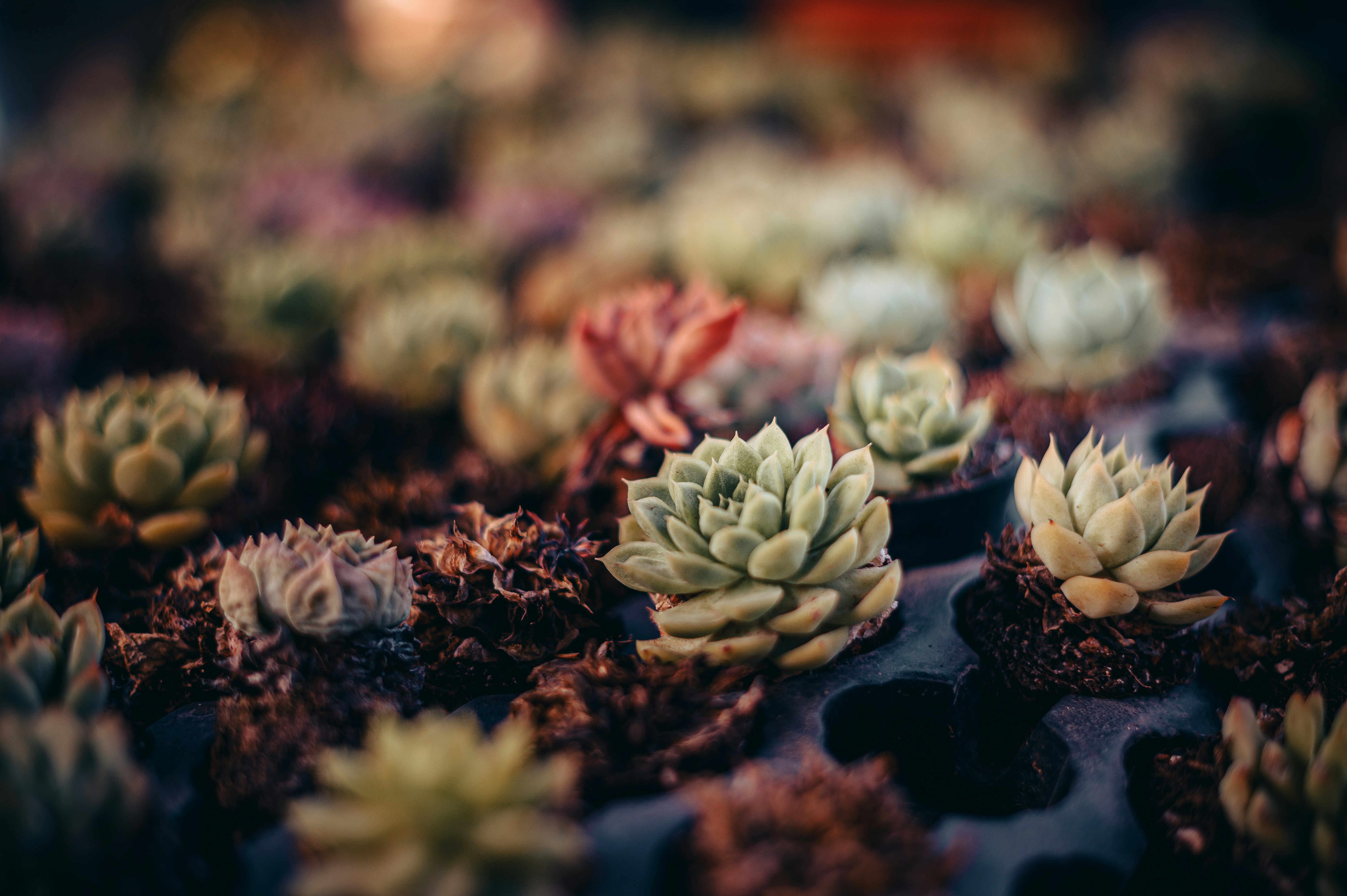 Succulent Sea of Rosettes: Quiet Color and Texture in Focus