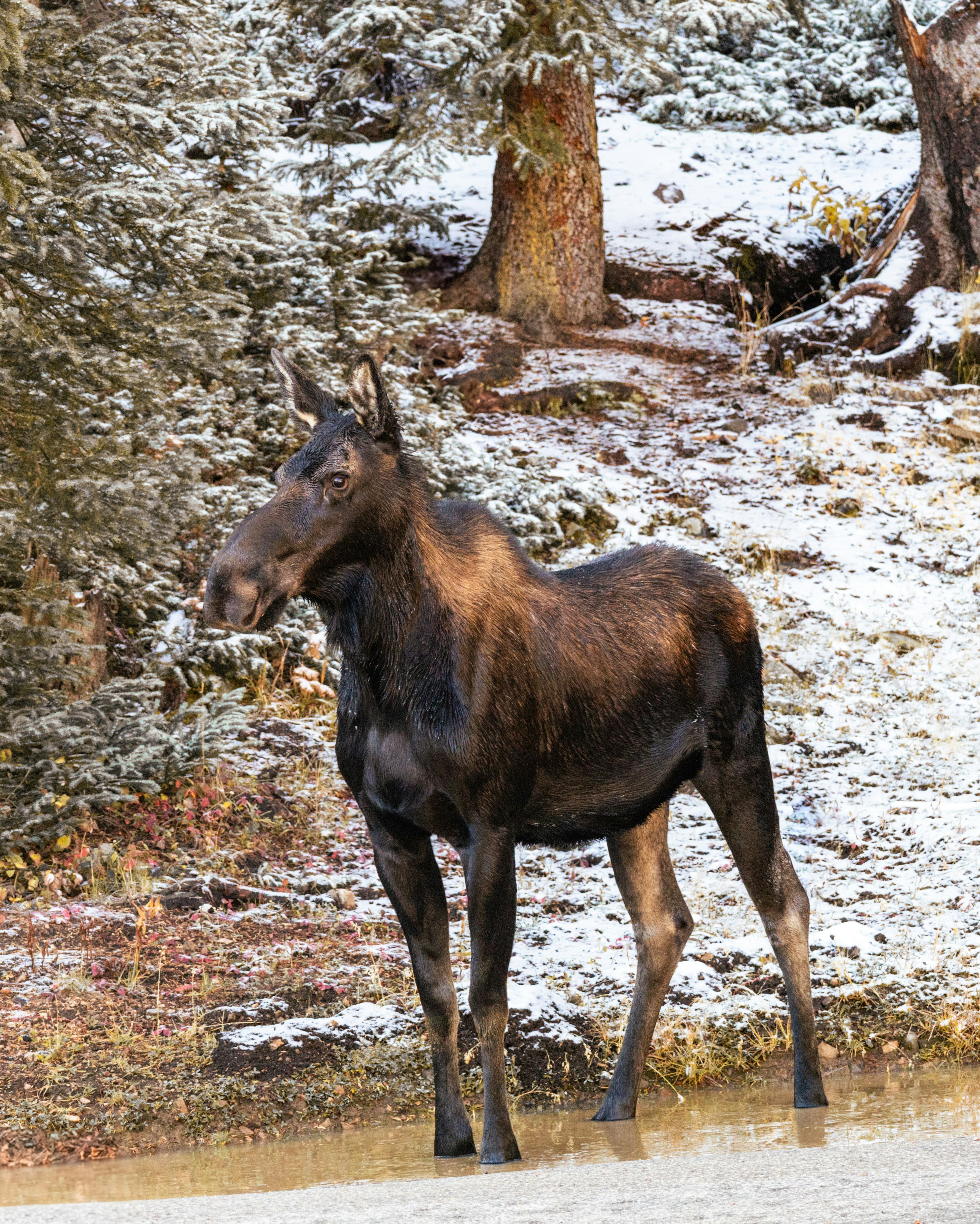Winter Watch: A Mule Deer Stallion Stands at the Snow-Dusted Riverside