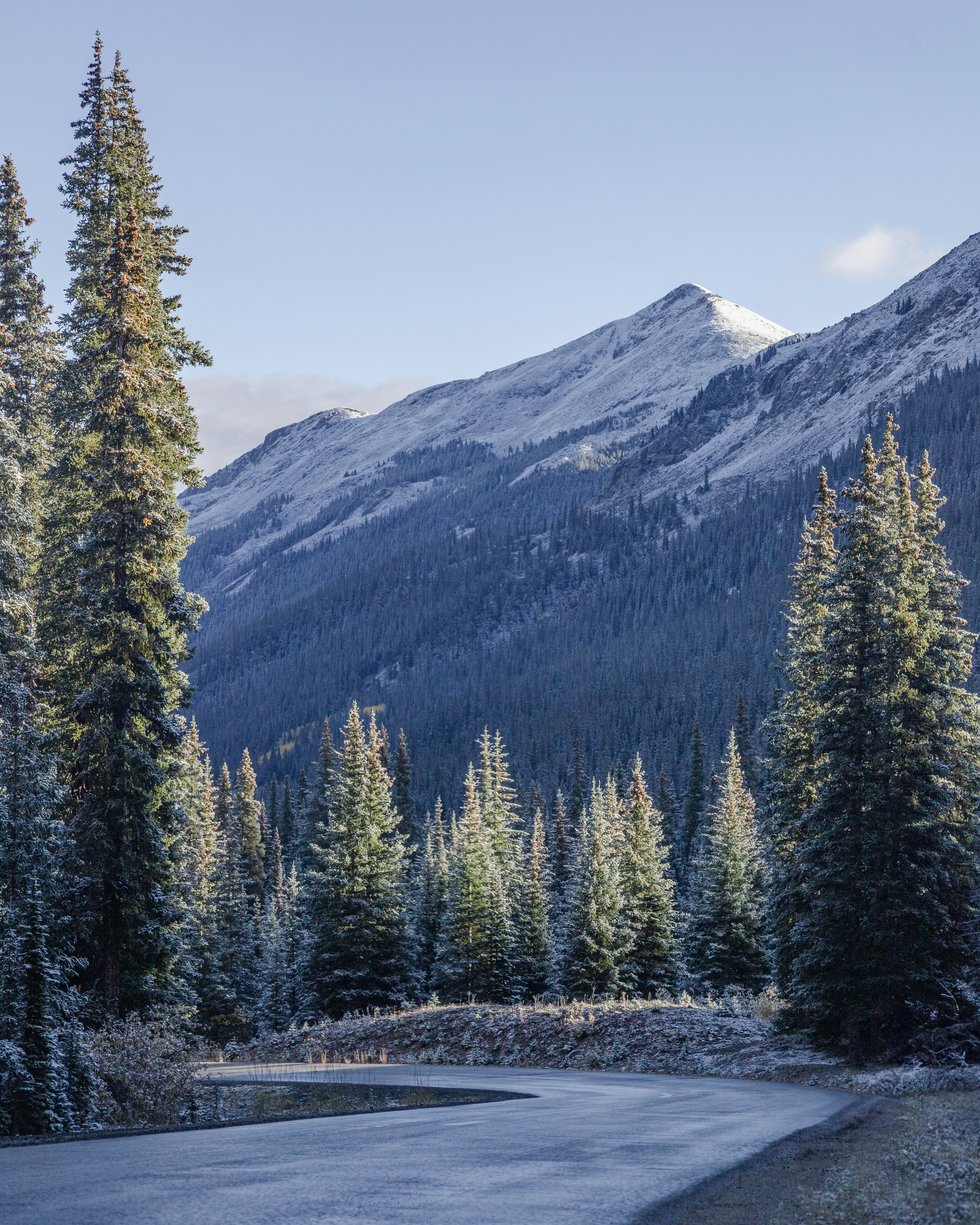 Snow-capped Peaks Loom Over Frosted Pines Along a Winding Forest Road