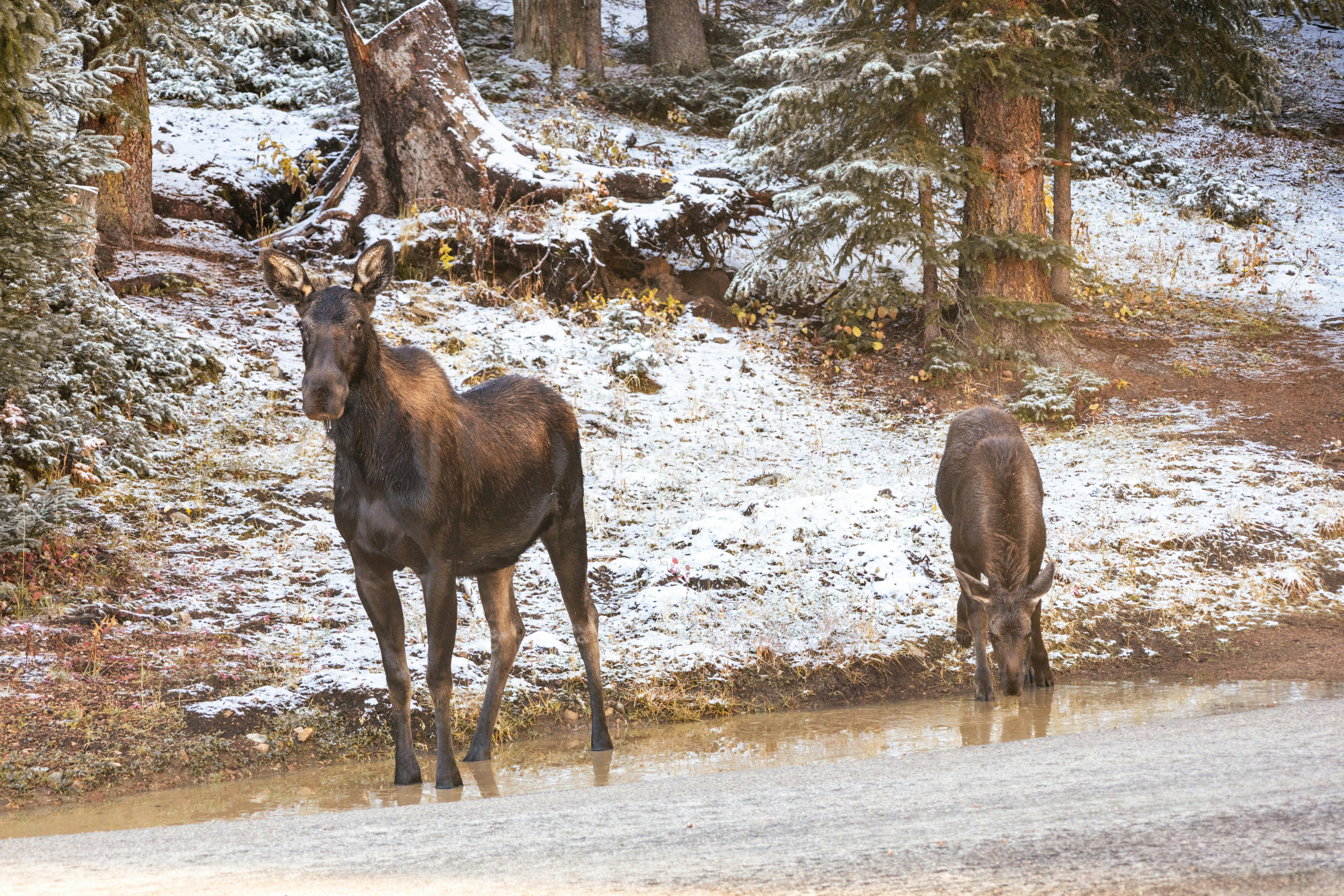 Concealed in Snow: A Mossy Moor Mule and a Winter Creek