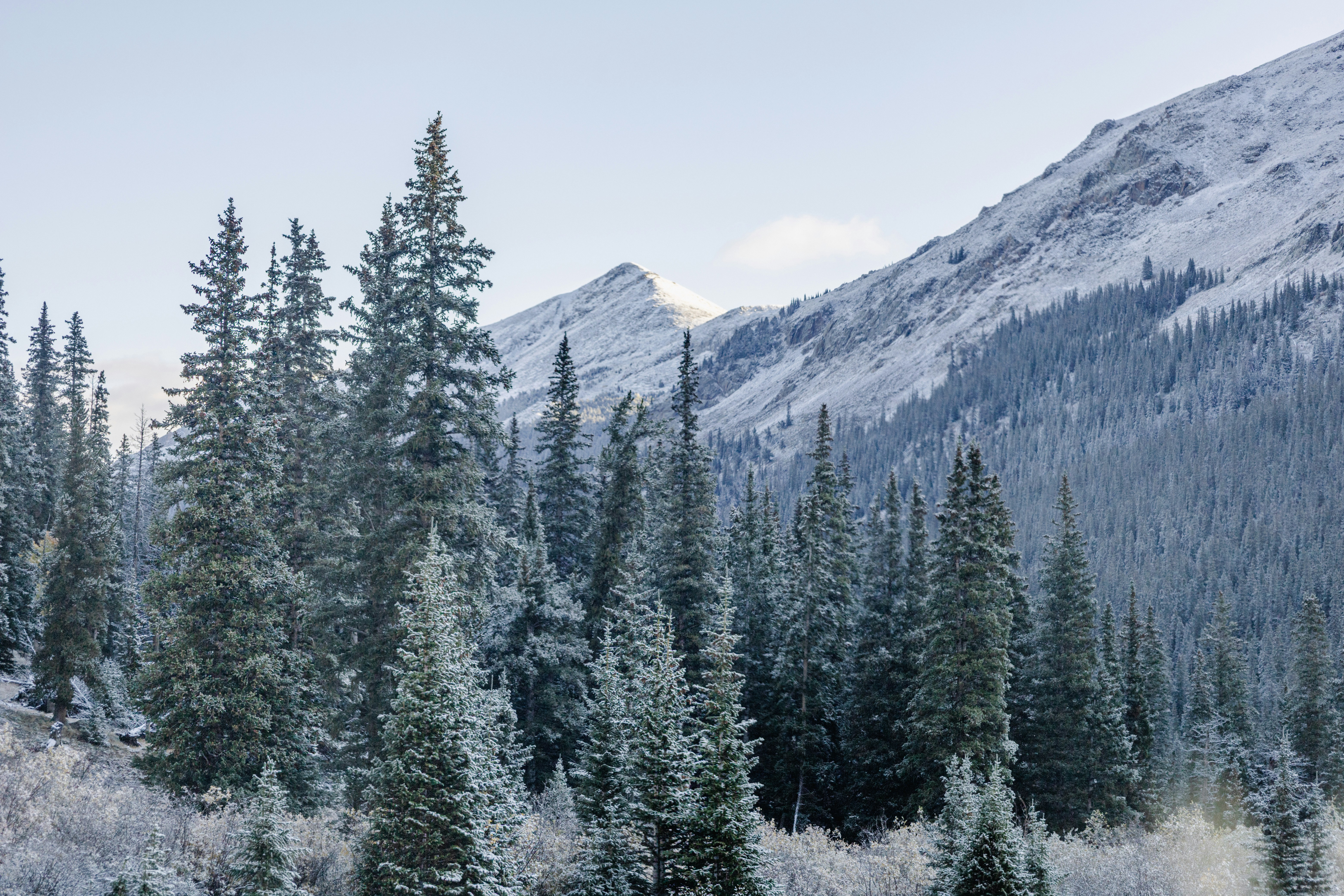 Snow-dusted pines beneath a sunlit alpine peak