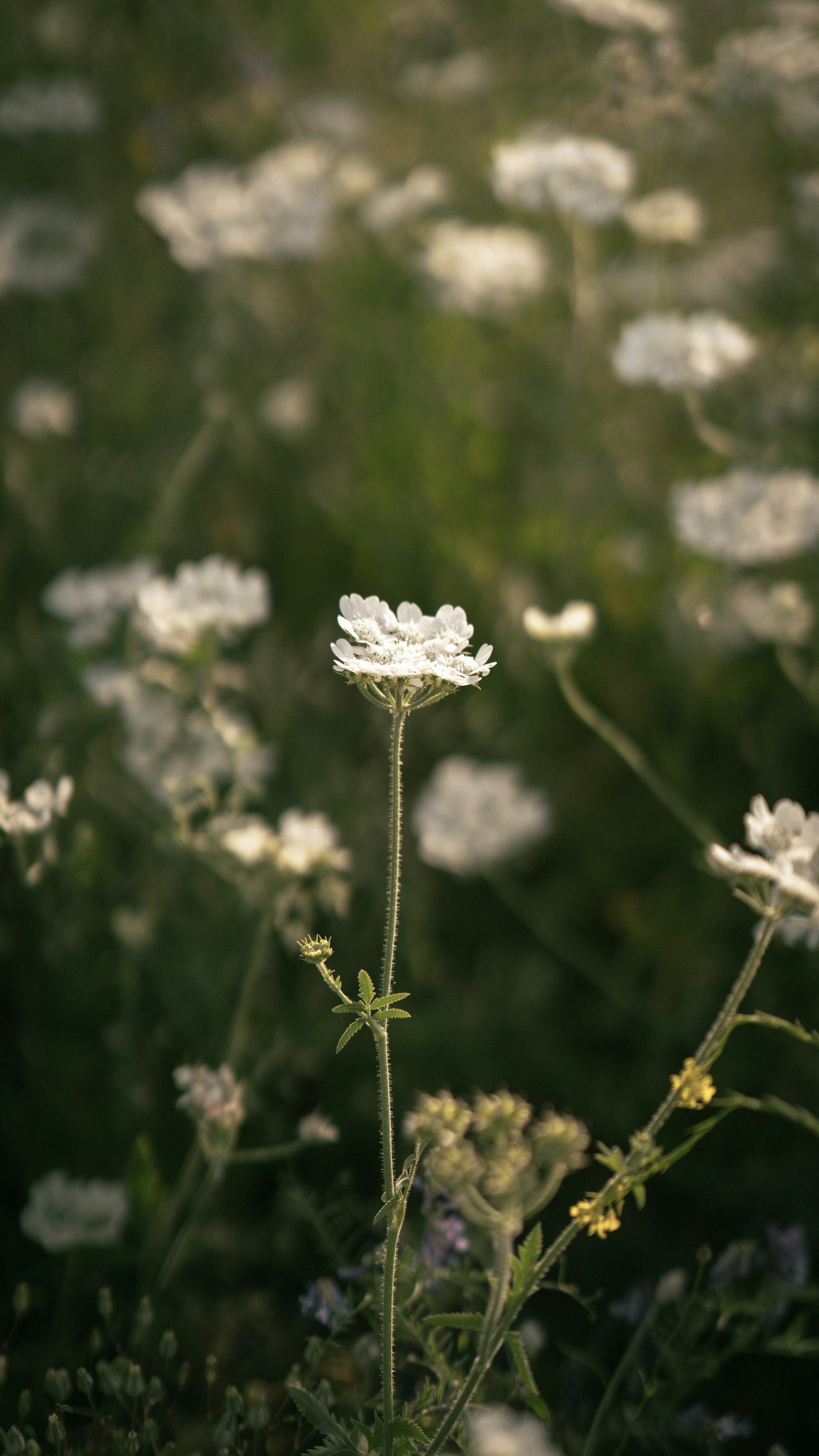 Central Queen: A Wind-Swept Meadow Kingflower Reaches for the Light