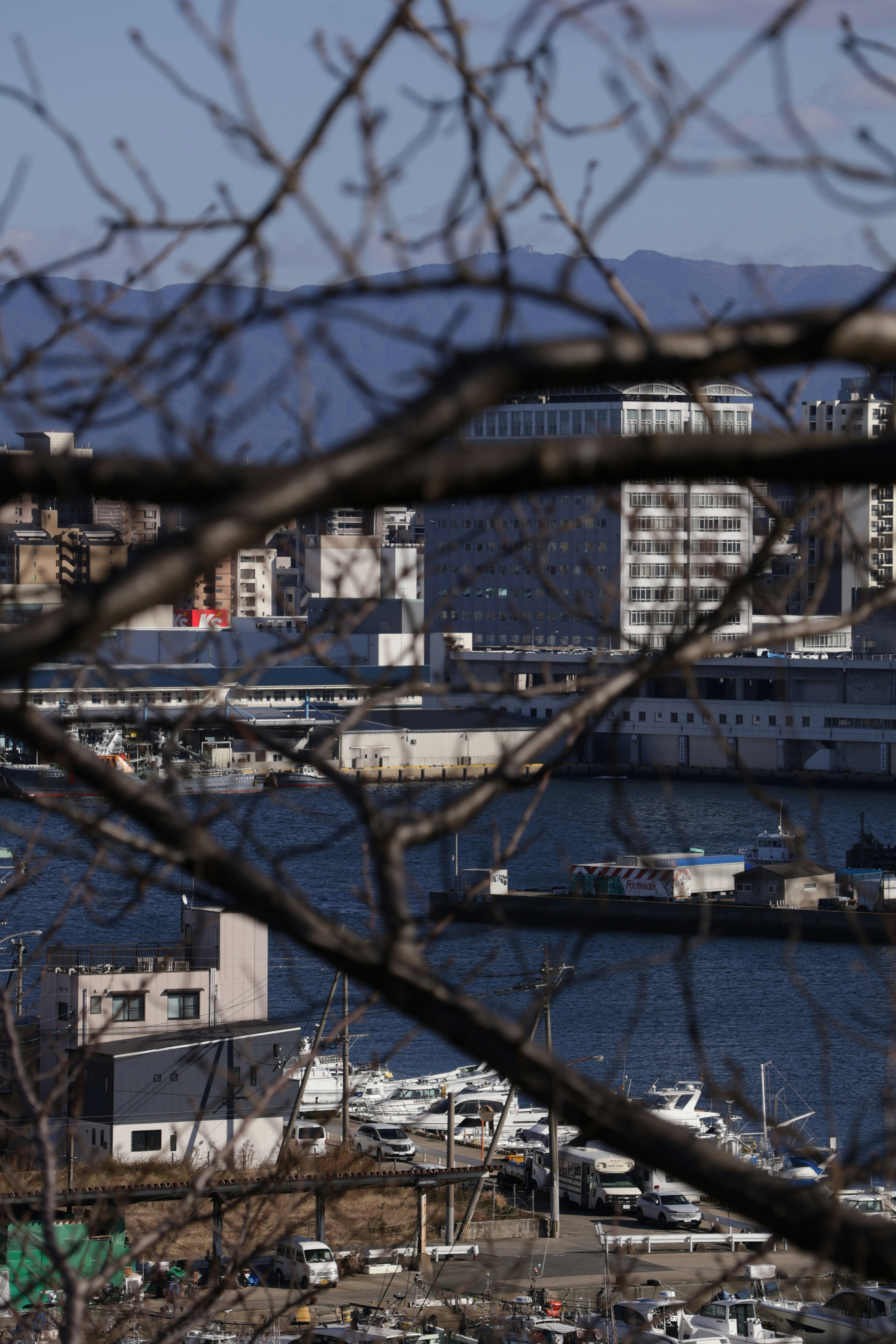 Harbor Veil: Cityscape Framed by Bare Branches