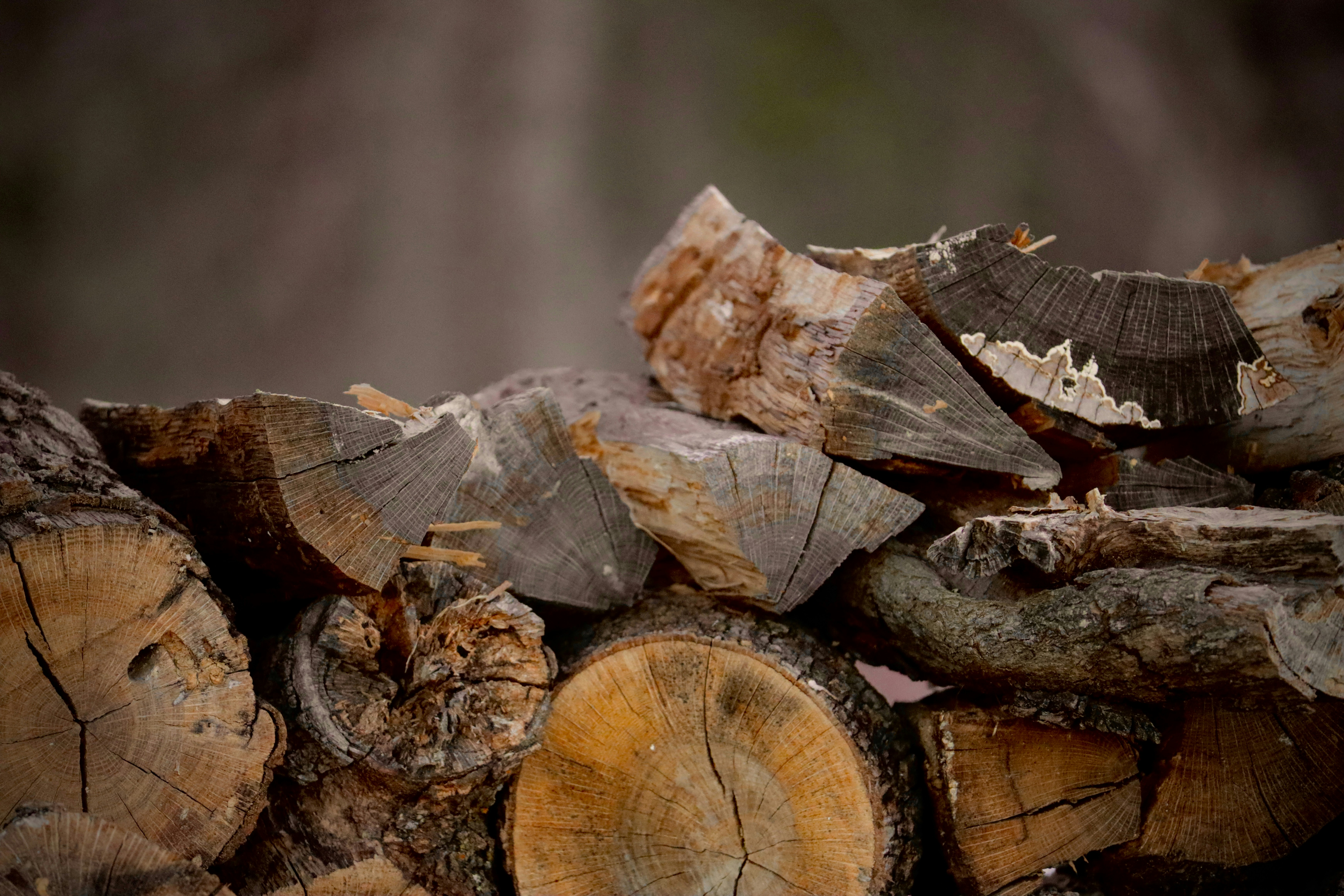 Rough-hewn log stacks: timbered memory in the forest