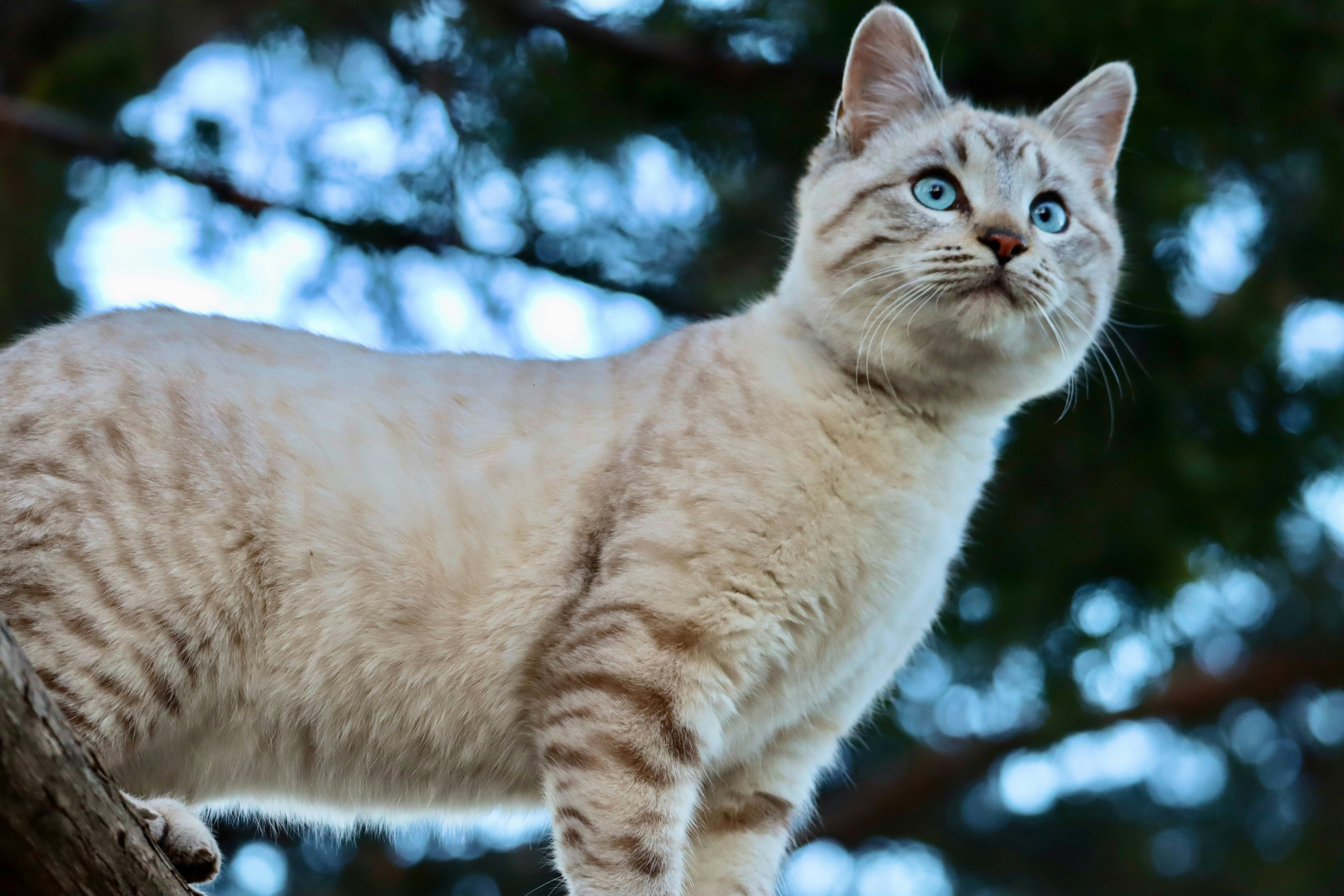 Silver-Blue Gaze on a Sunlit Branch
