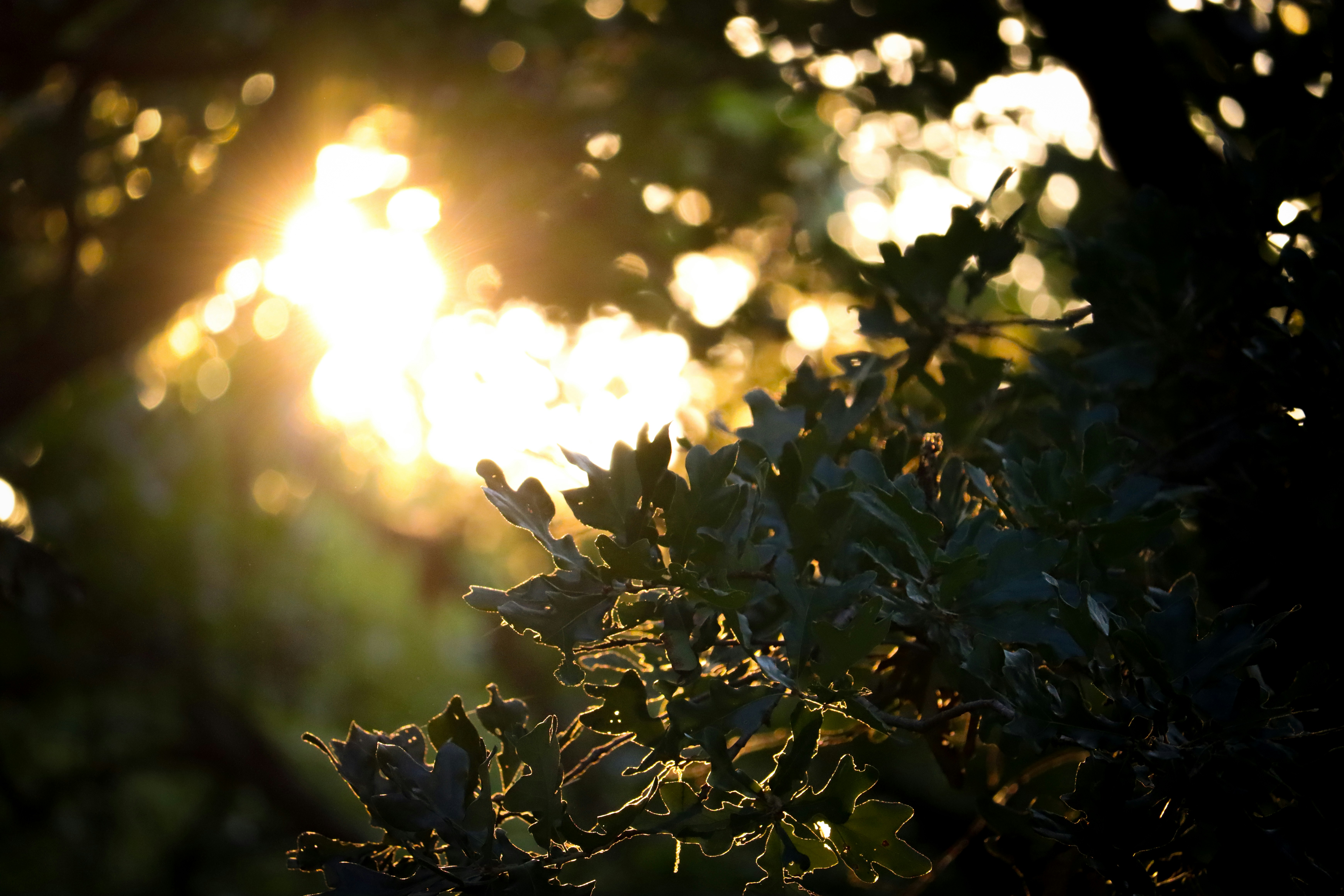 Backlit Leaf Glint at Golden Hour