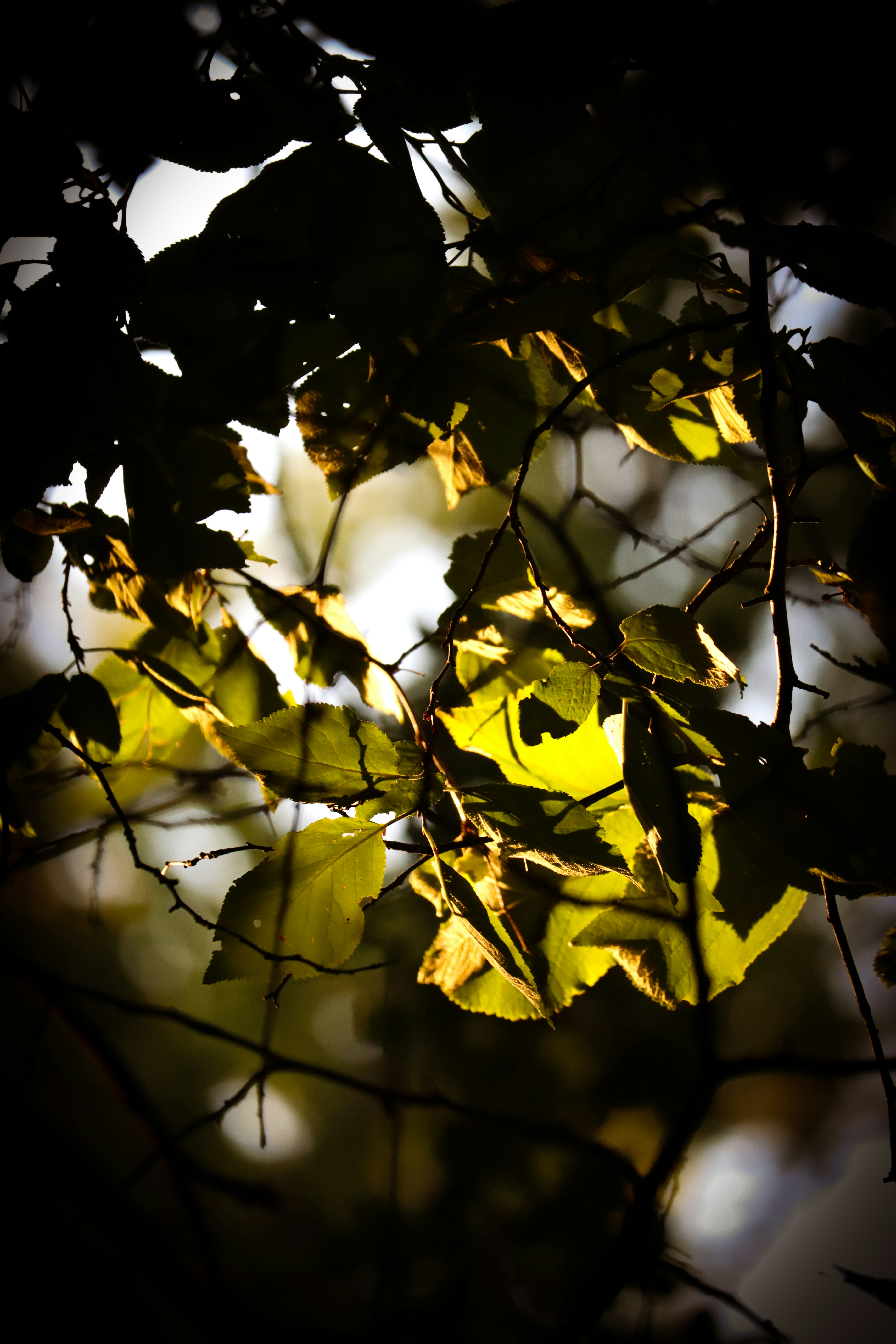 Backlit Foliage: Golden Glints Through a Veil of Leaves