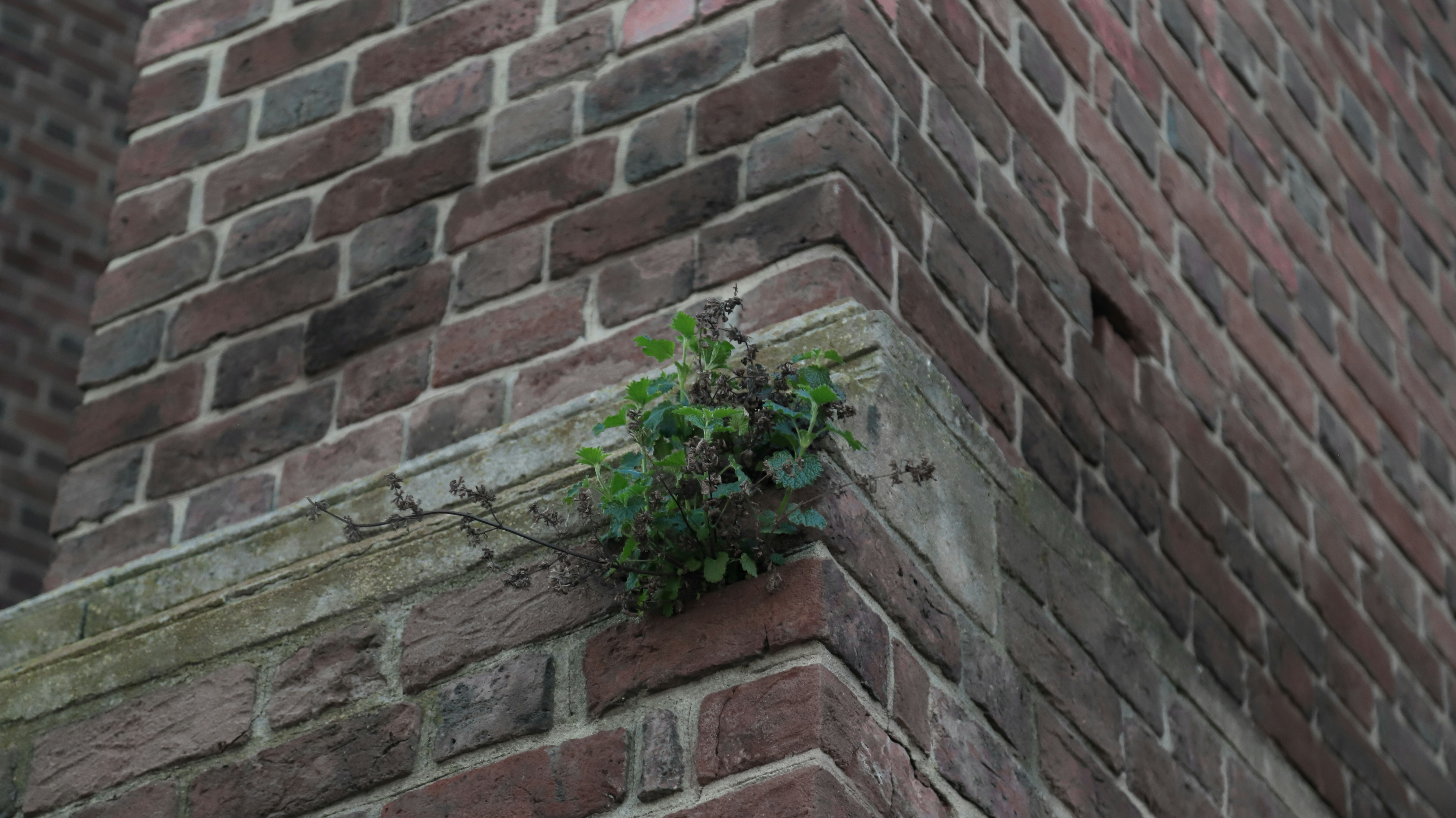Lichen Abode: A Quiet Corner on the Brick Wall