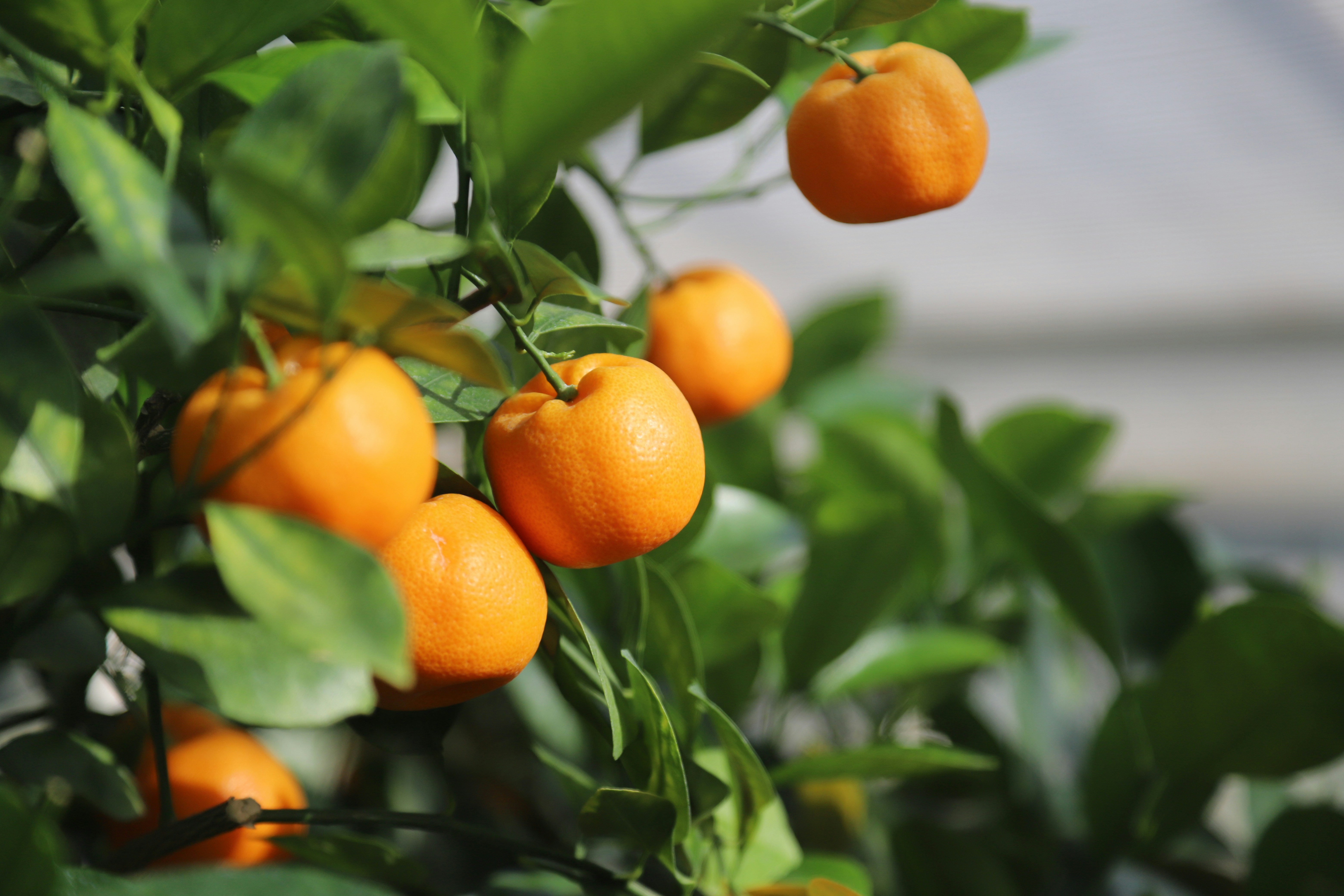 Orange Cascade: A Sunlit Orchard Moment