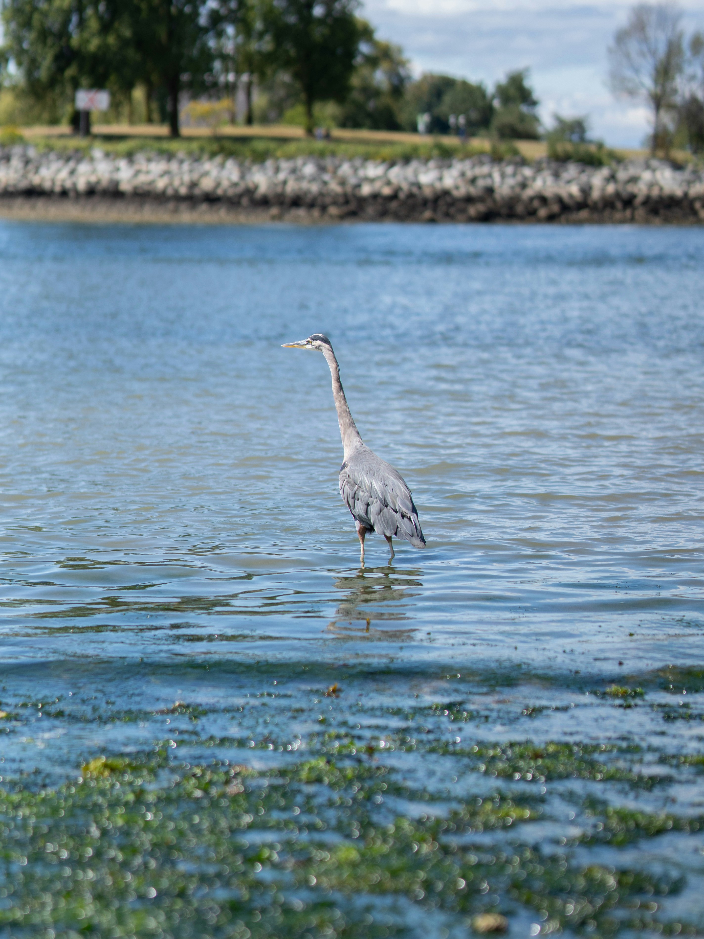 Lonely Egret Standing in Shoreline Waters
