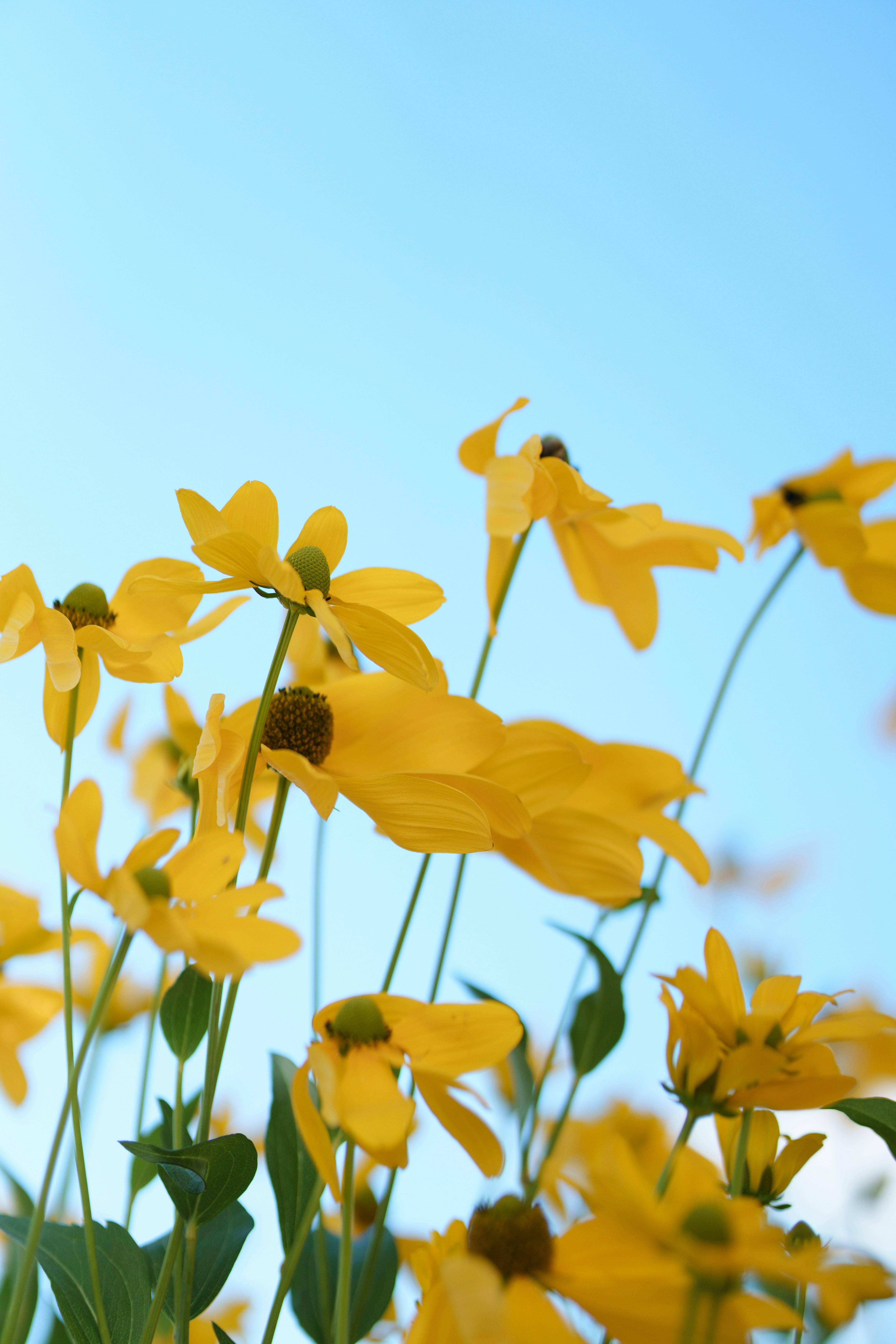 Sunlit Yellow Blooms Reach for a Clear Sky
