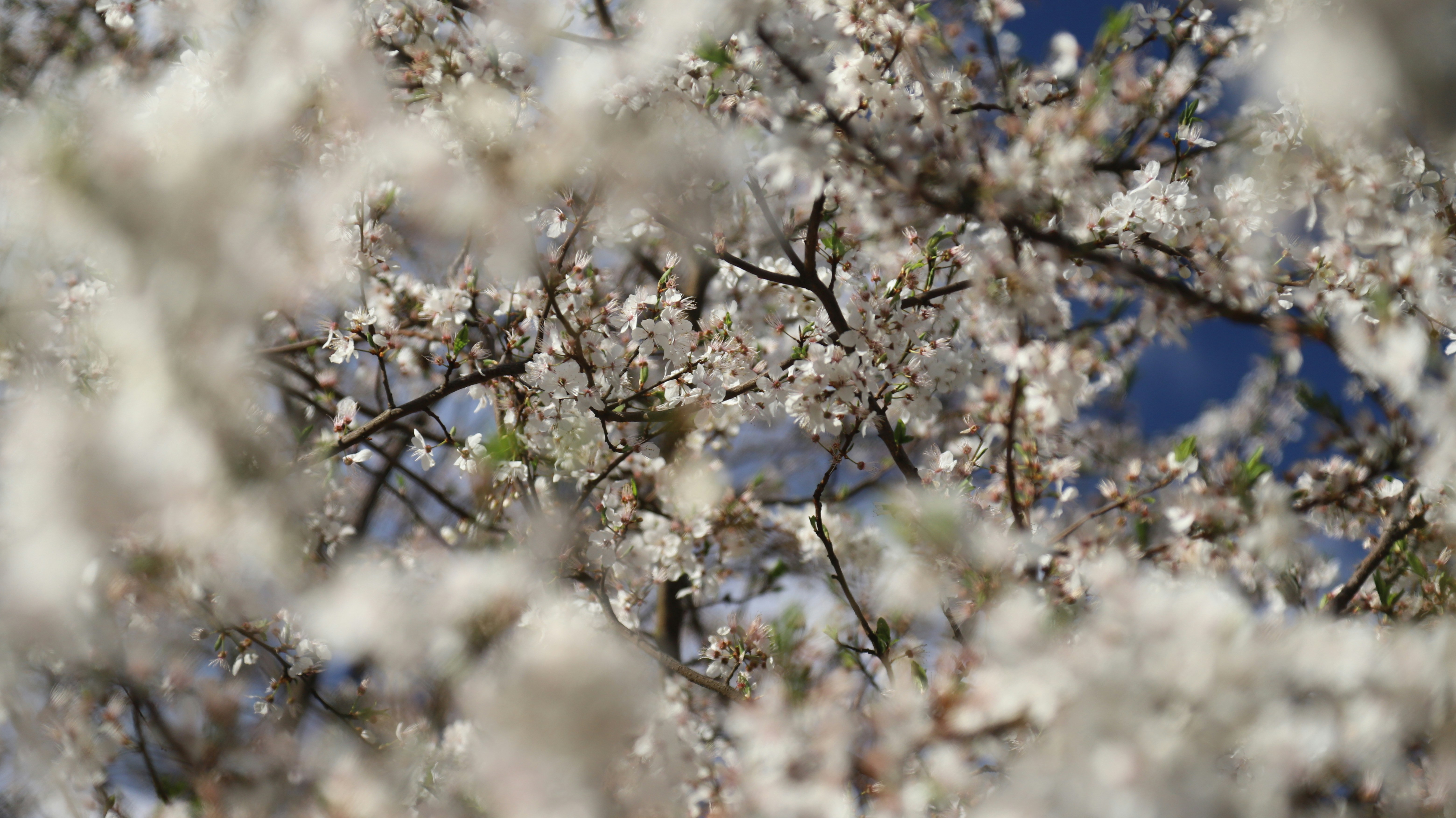Blossoms in Soft Focus: A Linen of White Petals Against a Blue Sky