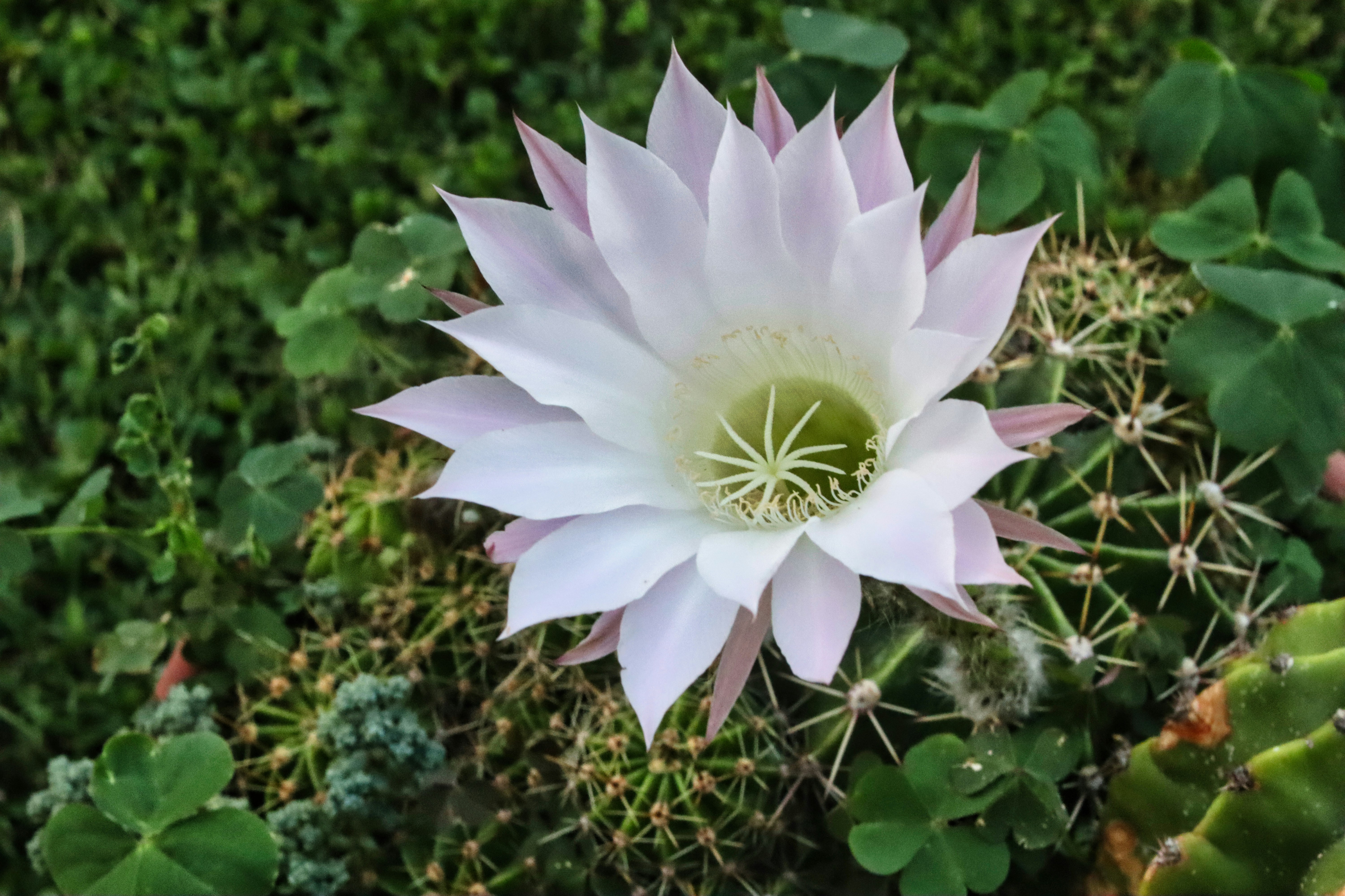 White Bloom in a Desert of Spines