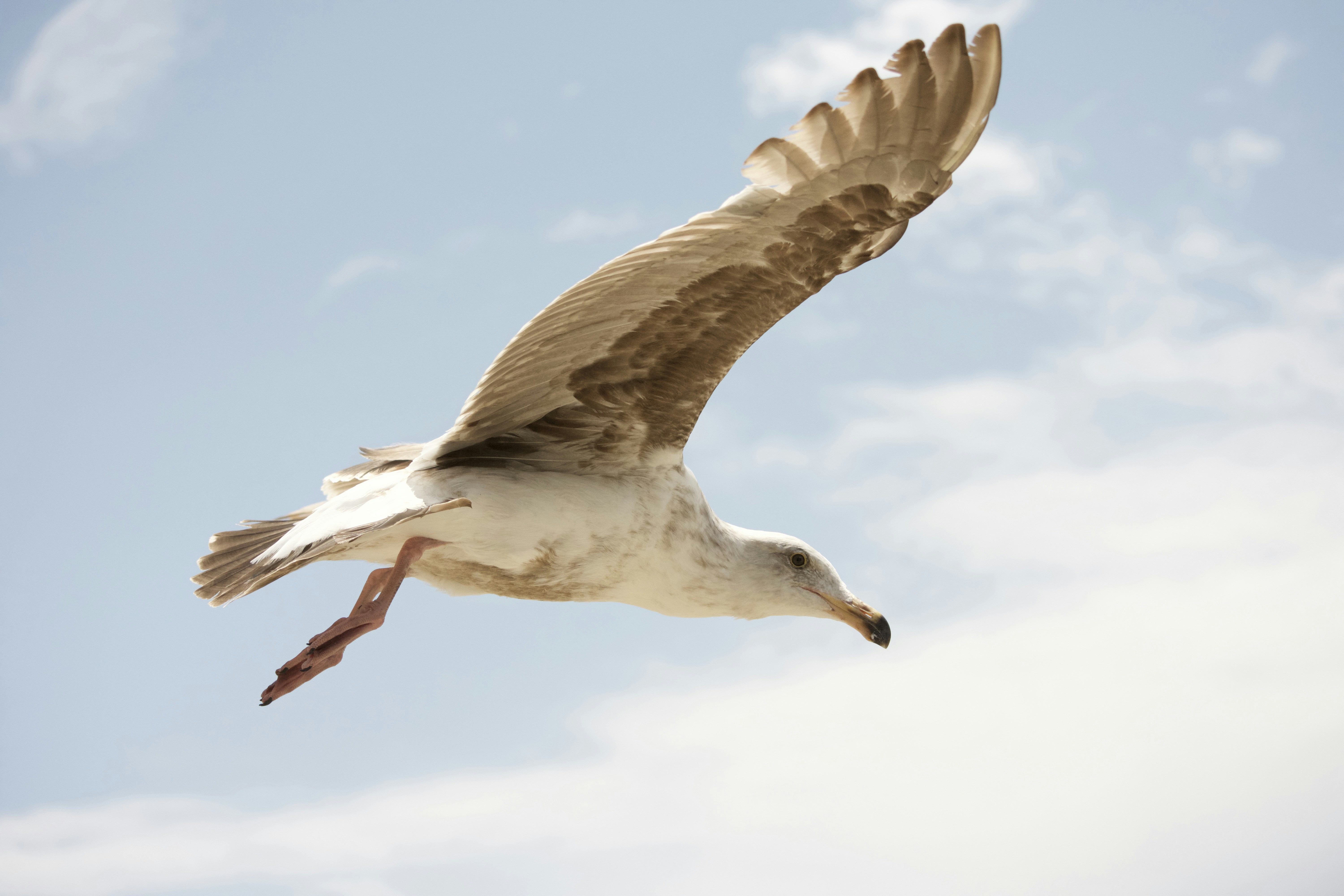 Soaring Seabird in Sunlit Sky