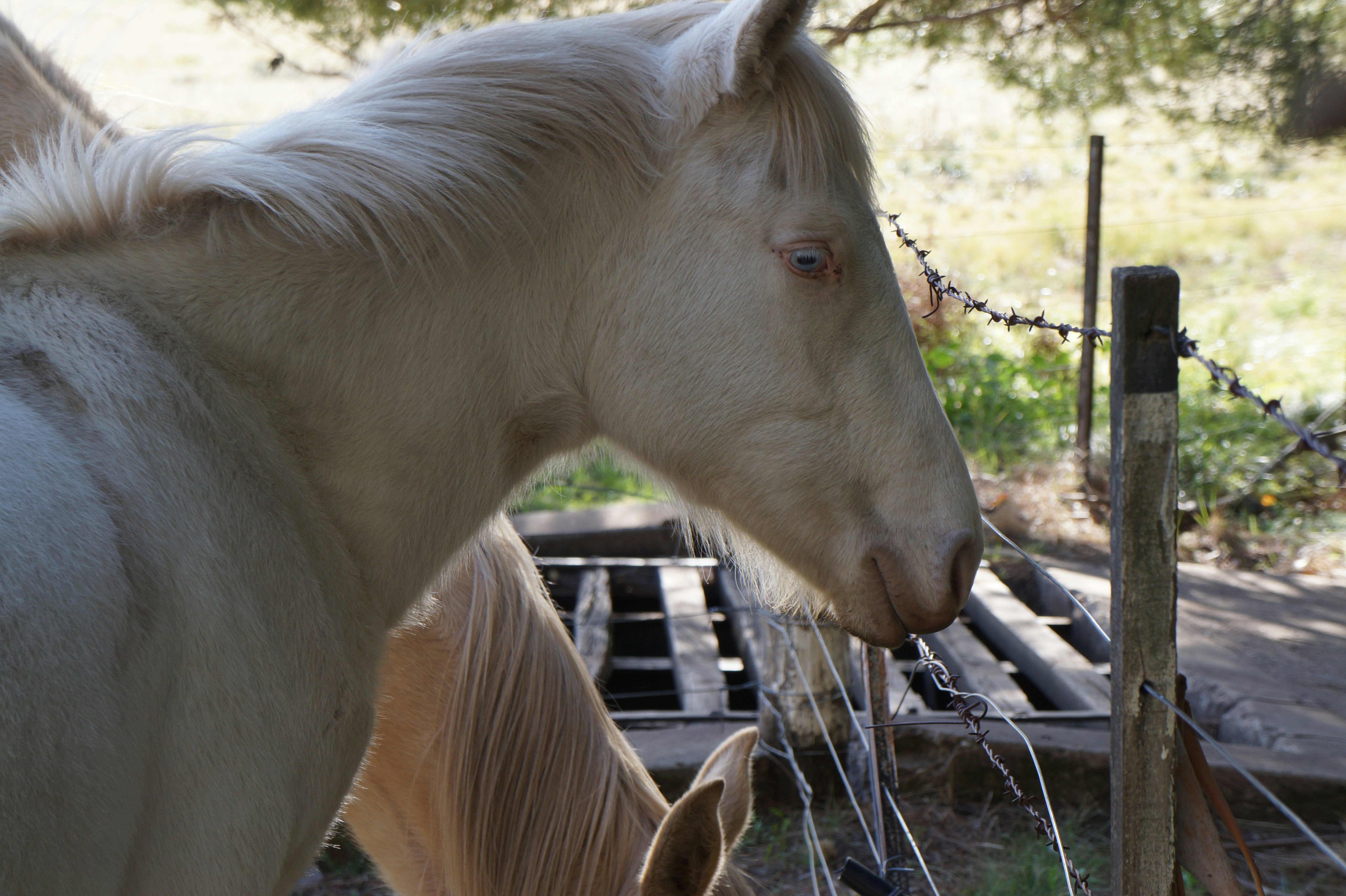 Soft-Heading Gaze: A White Horse by the Fence at Dusk