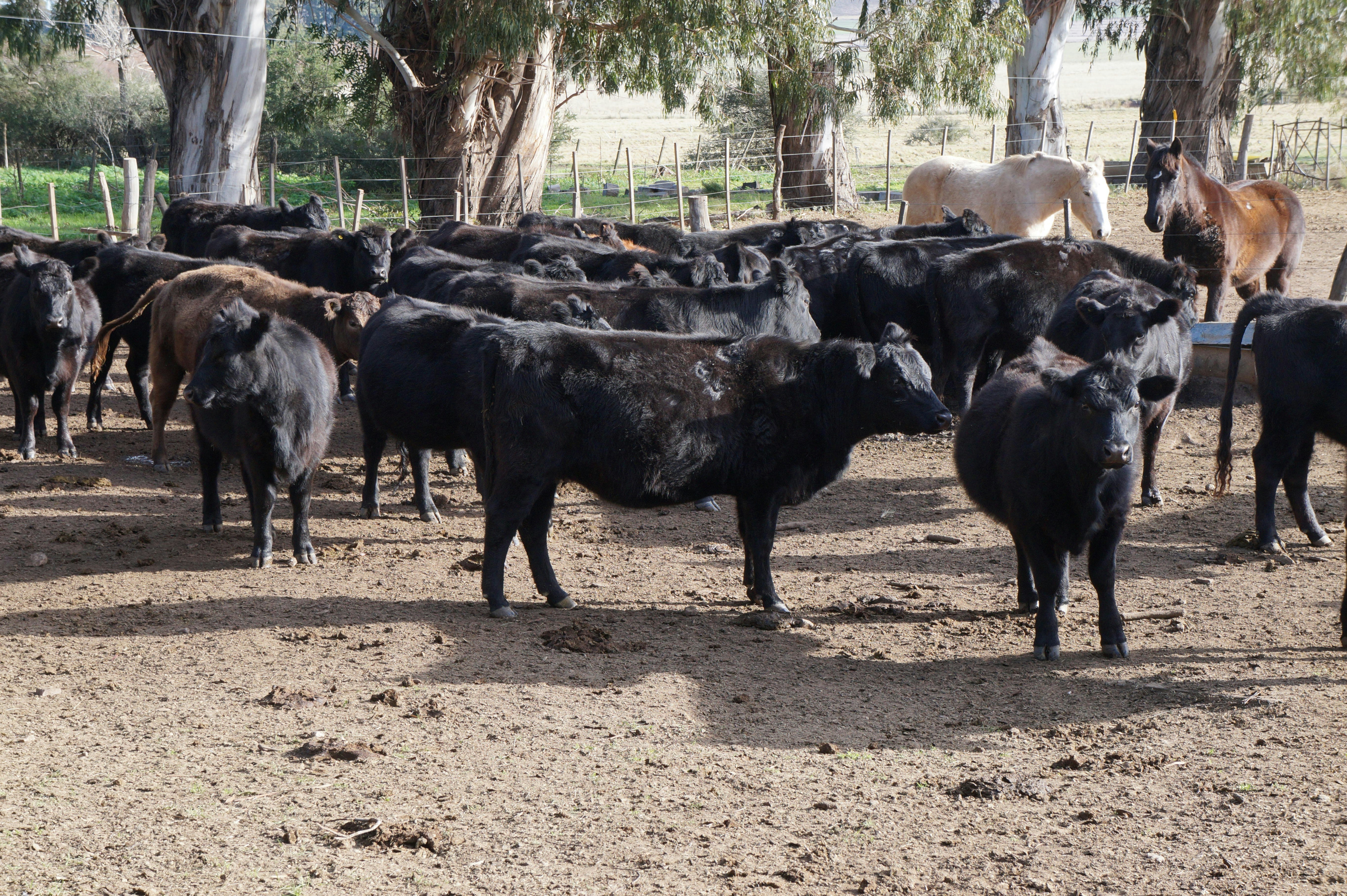 Midday Herd: Black Cattle Resting Under Sunlit Oaks