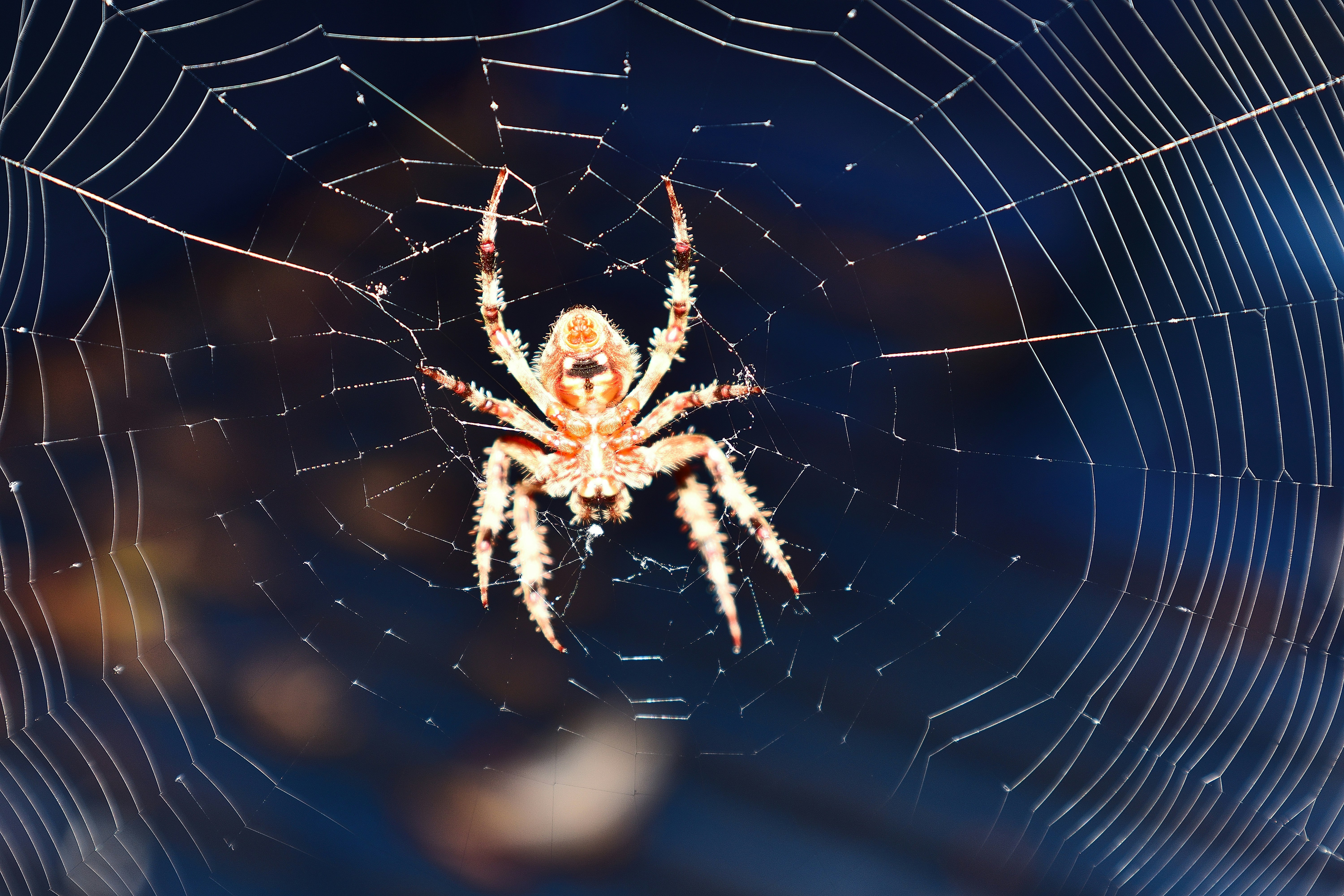 Orb-weaver at the Center: Spider Web in Twilight Focus