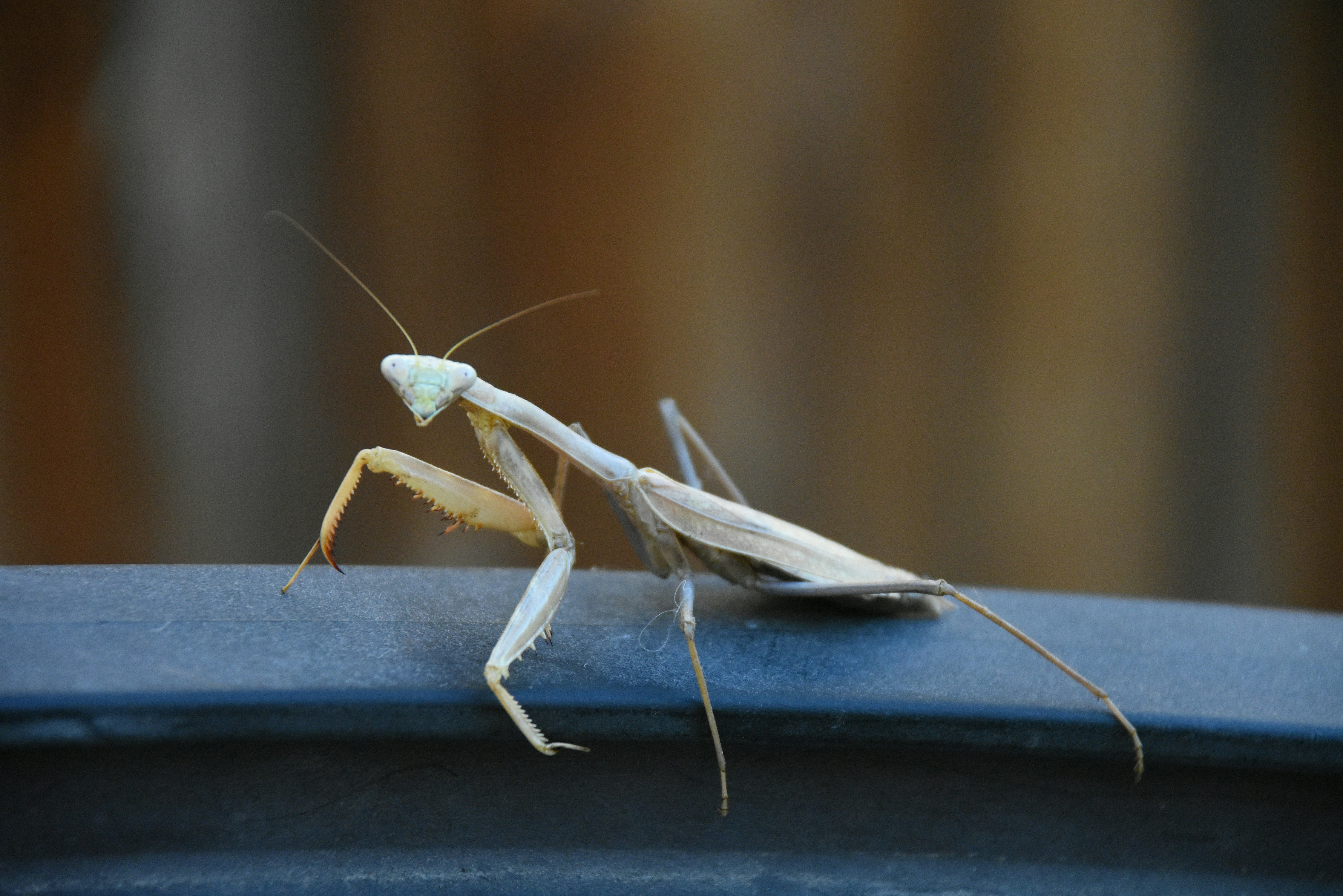 Front-Row Mantid Sentinel on a Blue Sill
