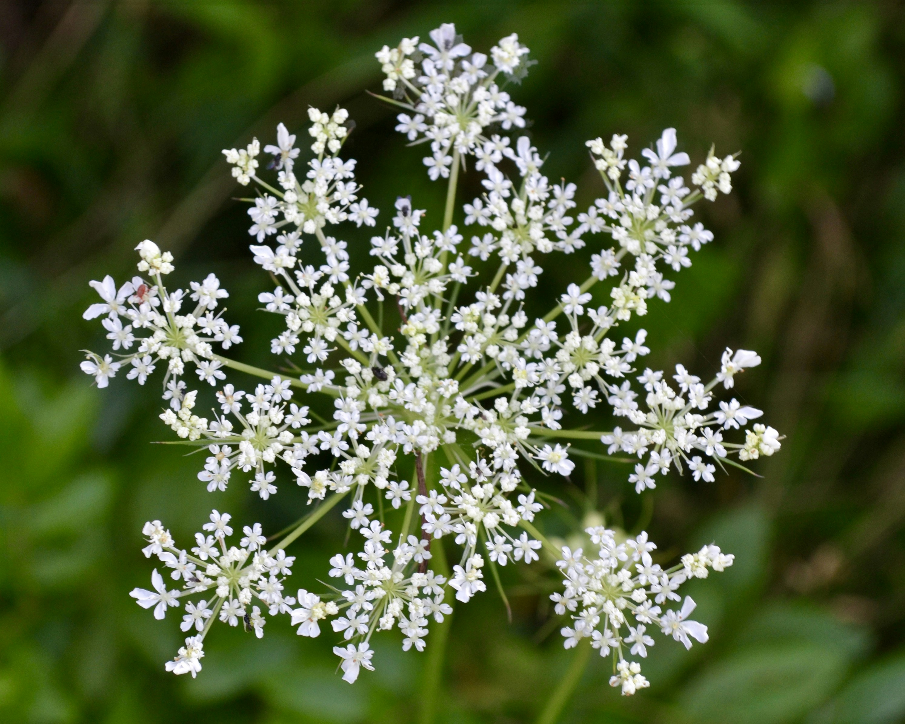 White Lace Umbel: Delicate Flower Cluster in Crown of Green