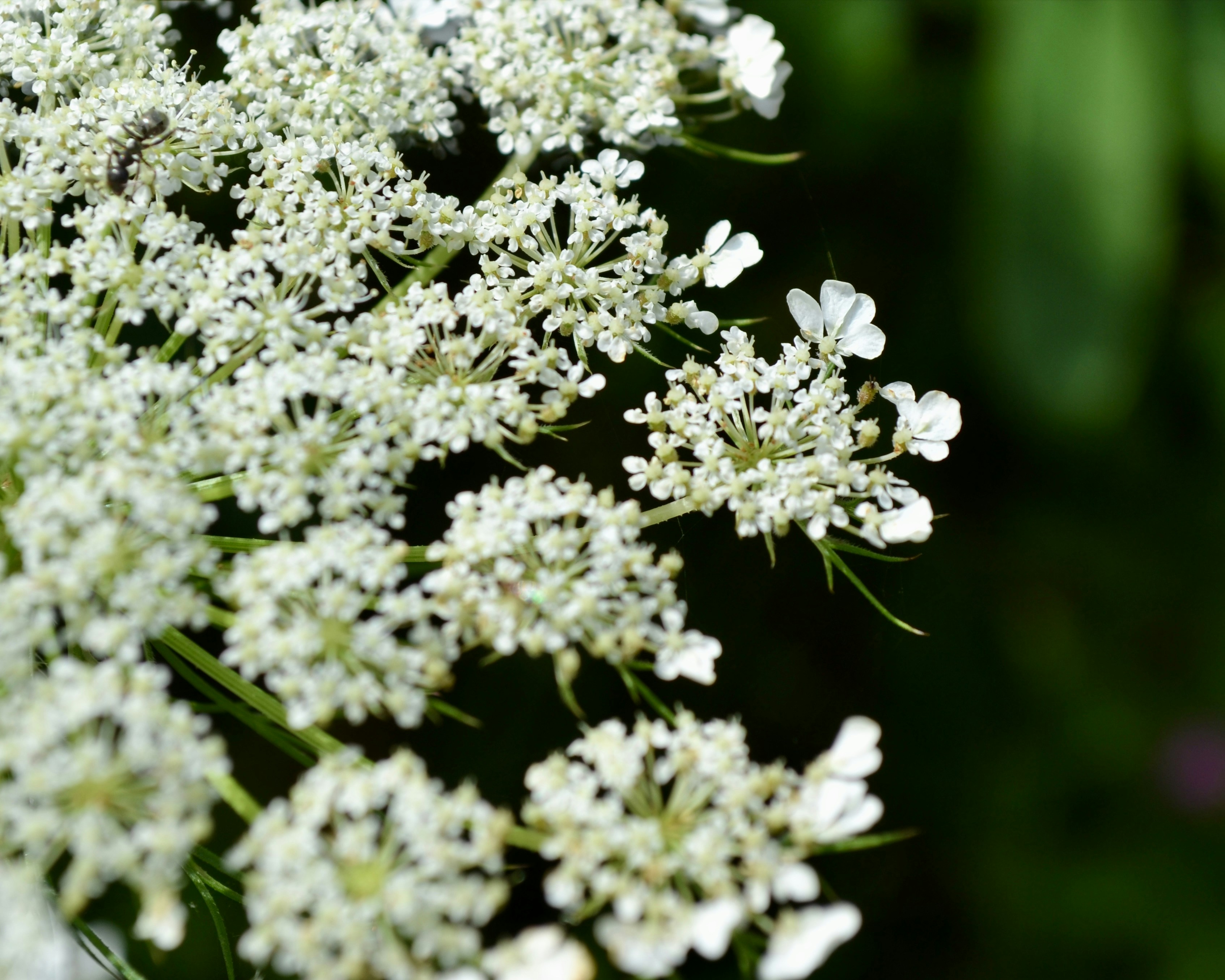 Moonlit Umbels: White Queen Anemones in a Green Room