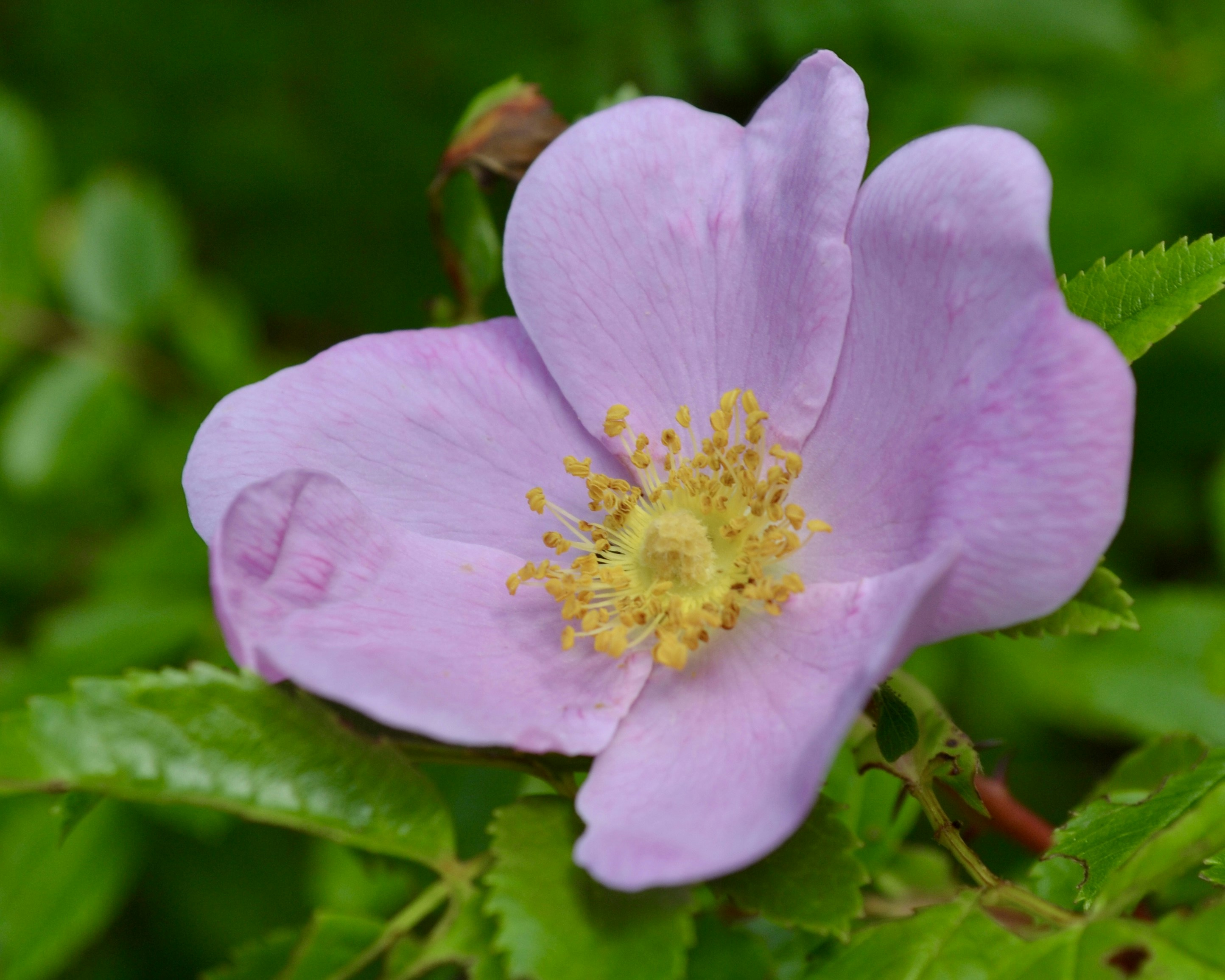 Soft Pink Blossom Centerstage