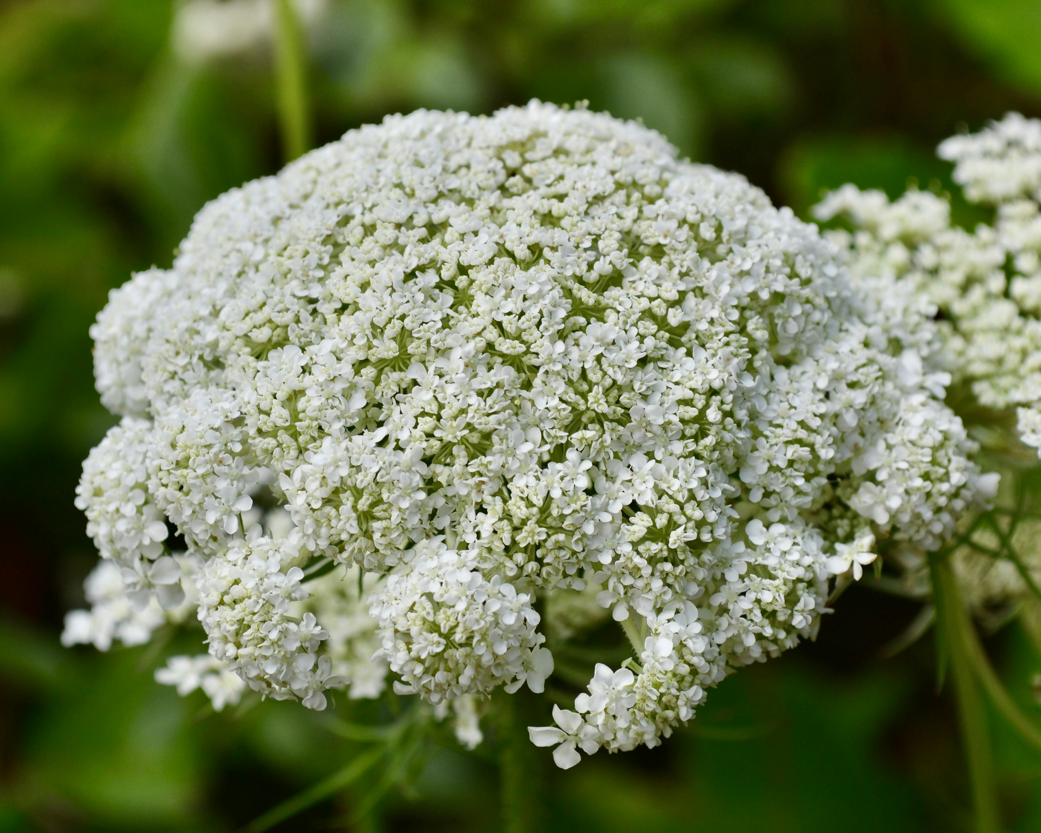 Snowy Umbels: Close-Up of Queen Anne's Lace in Bloom