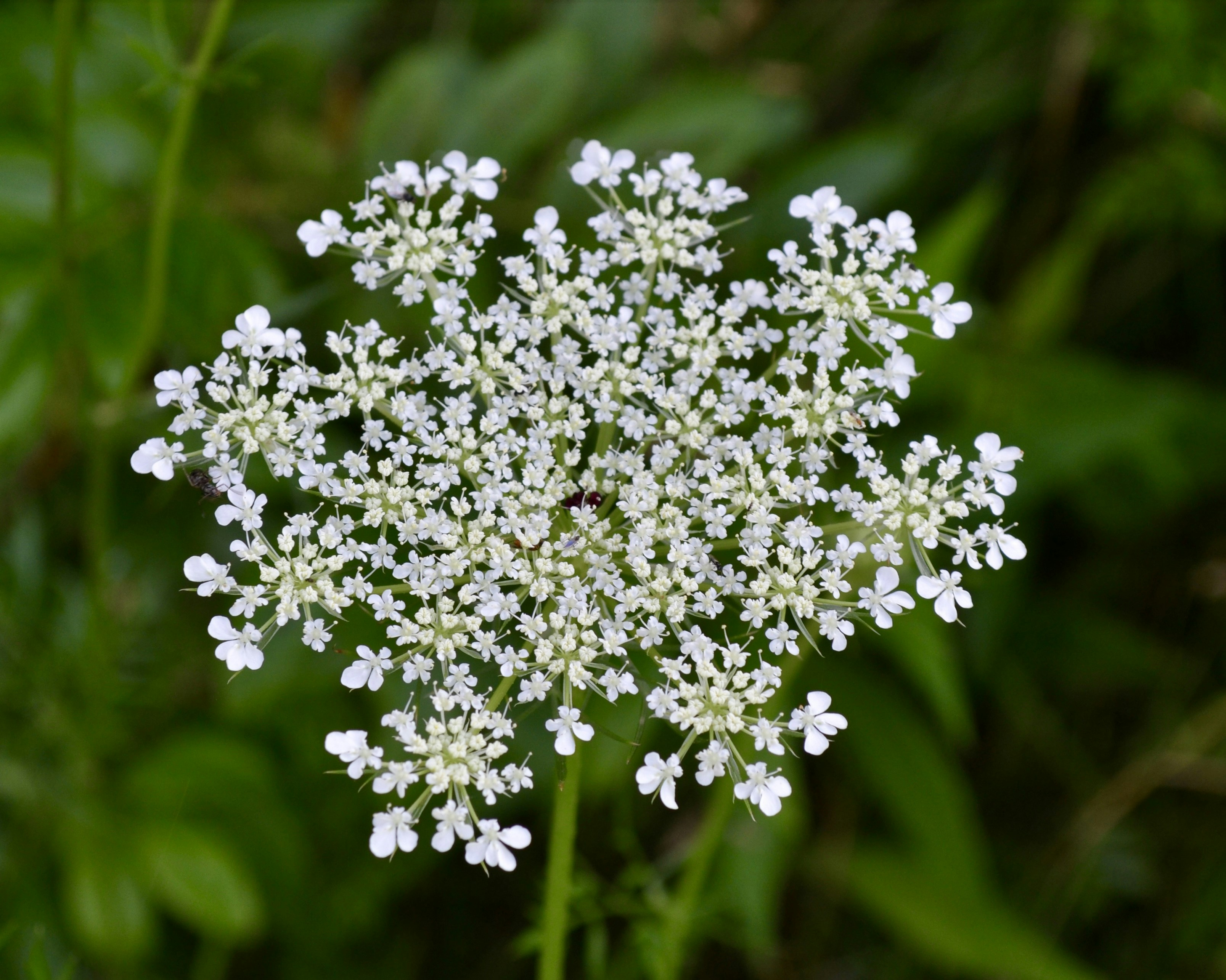 Delicate Queen Anne's Lace Crown: Close-up of a White Umbel Against Green Backdrop