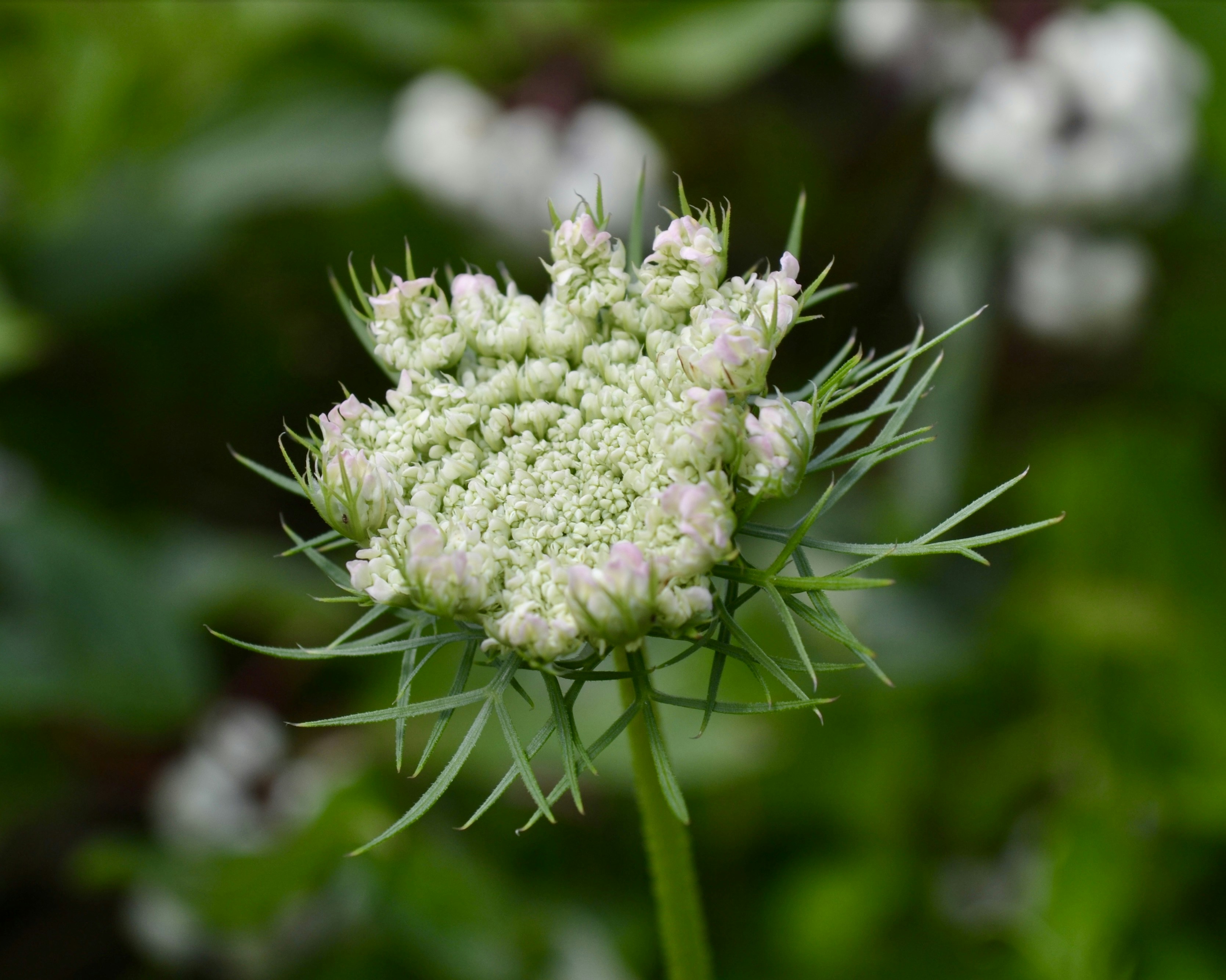Tender Allium Crown: Close‑Up of a Flowered Bud