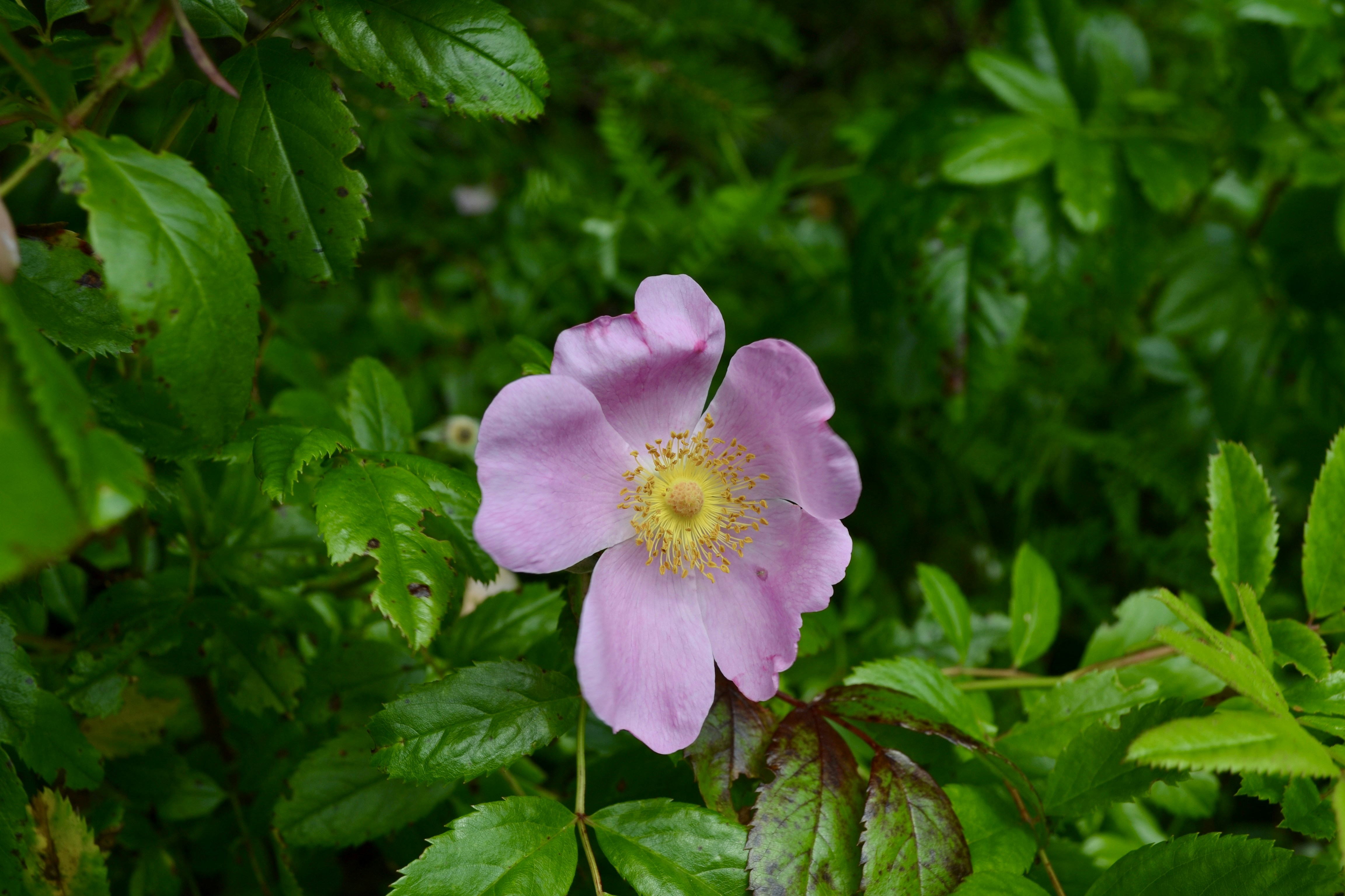 Pink wild rose amid glossy green foliage