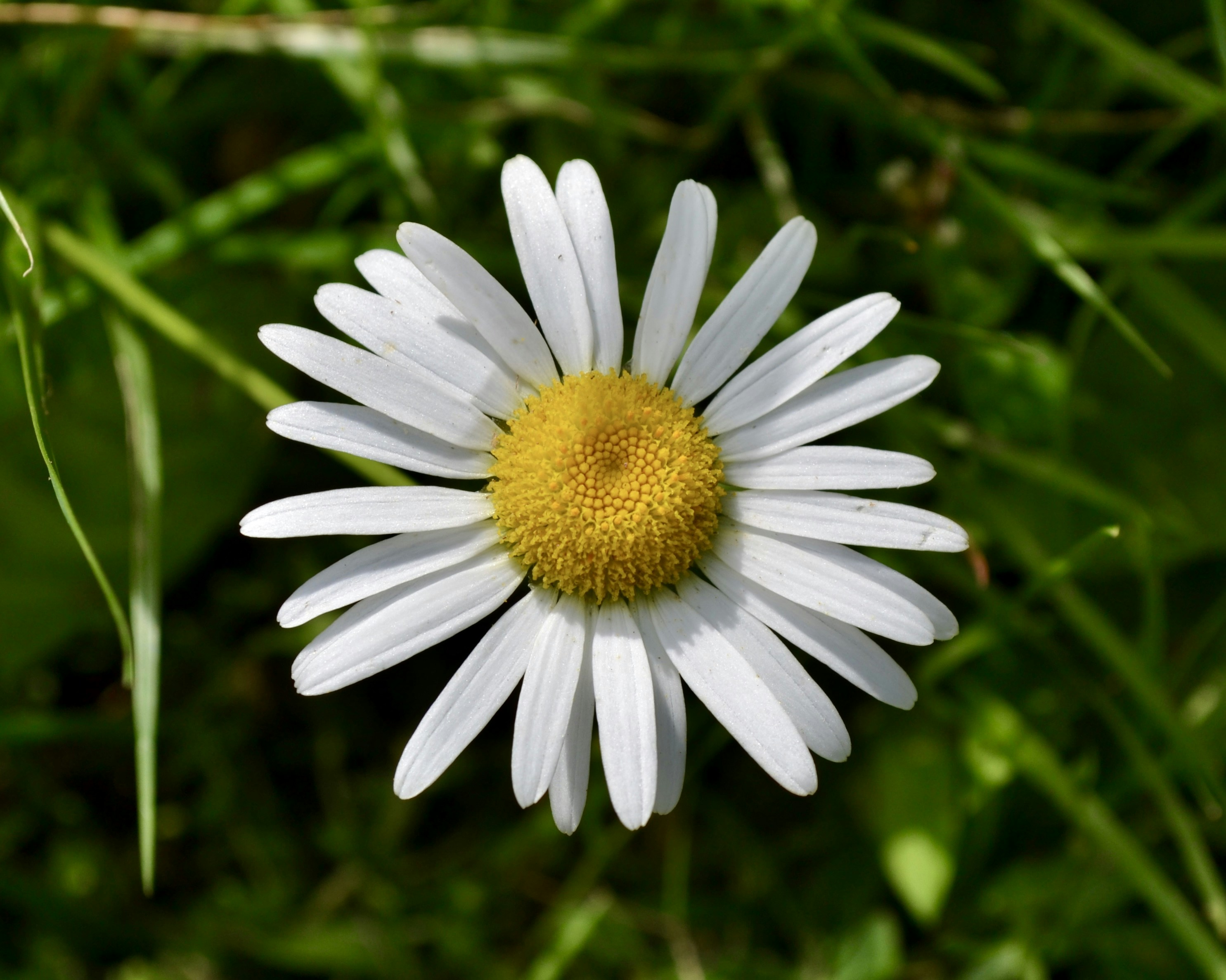 Center Bloom: A White Daisy with Golden Core in Sunlit Grass