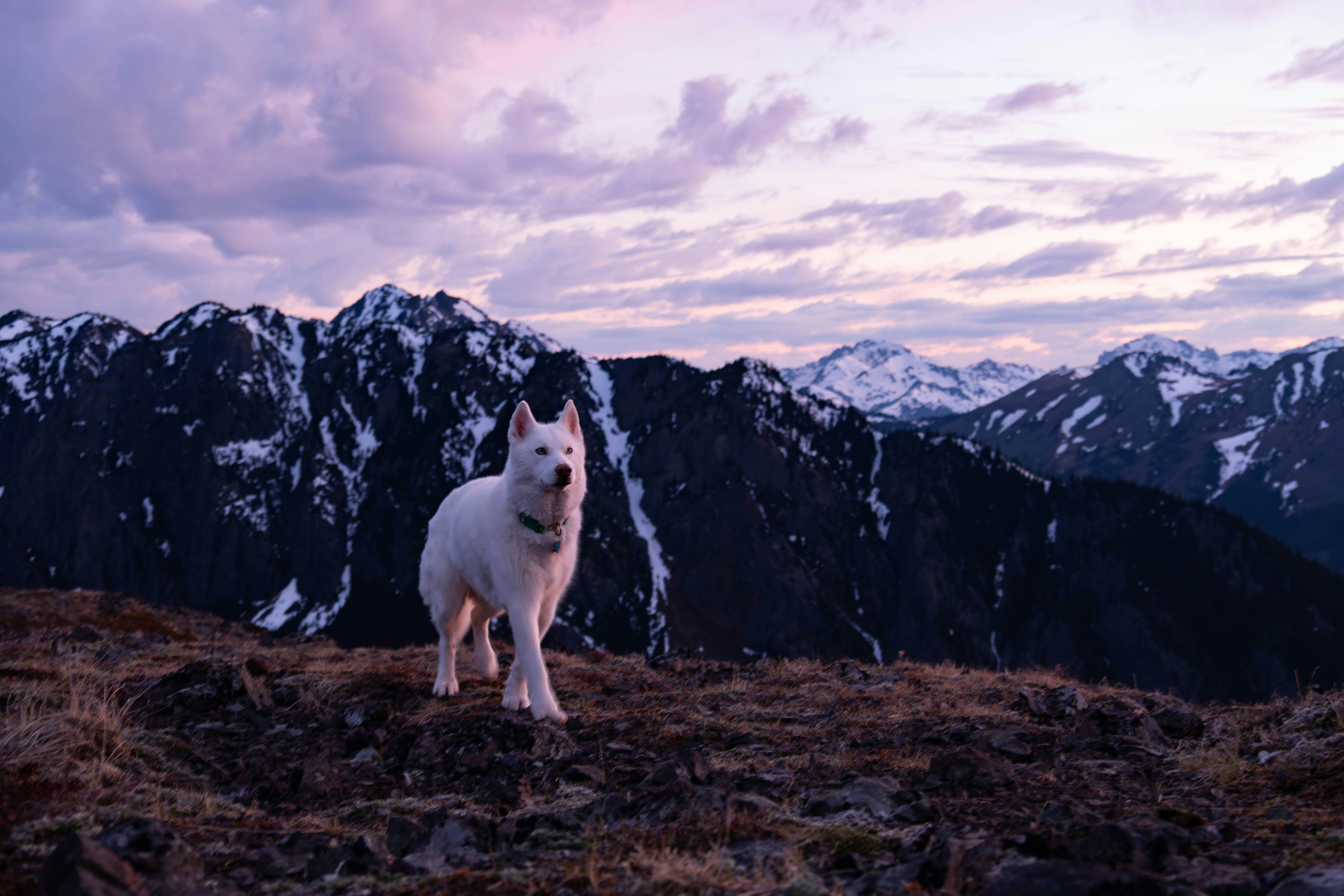  sentinel of the ridge: white dog amidst alpine silhouette