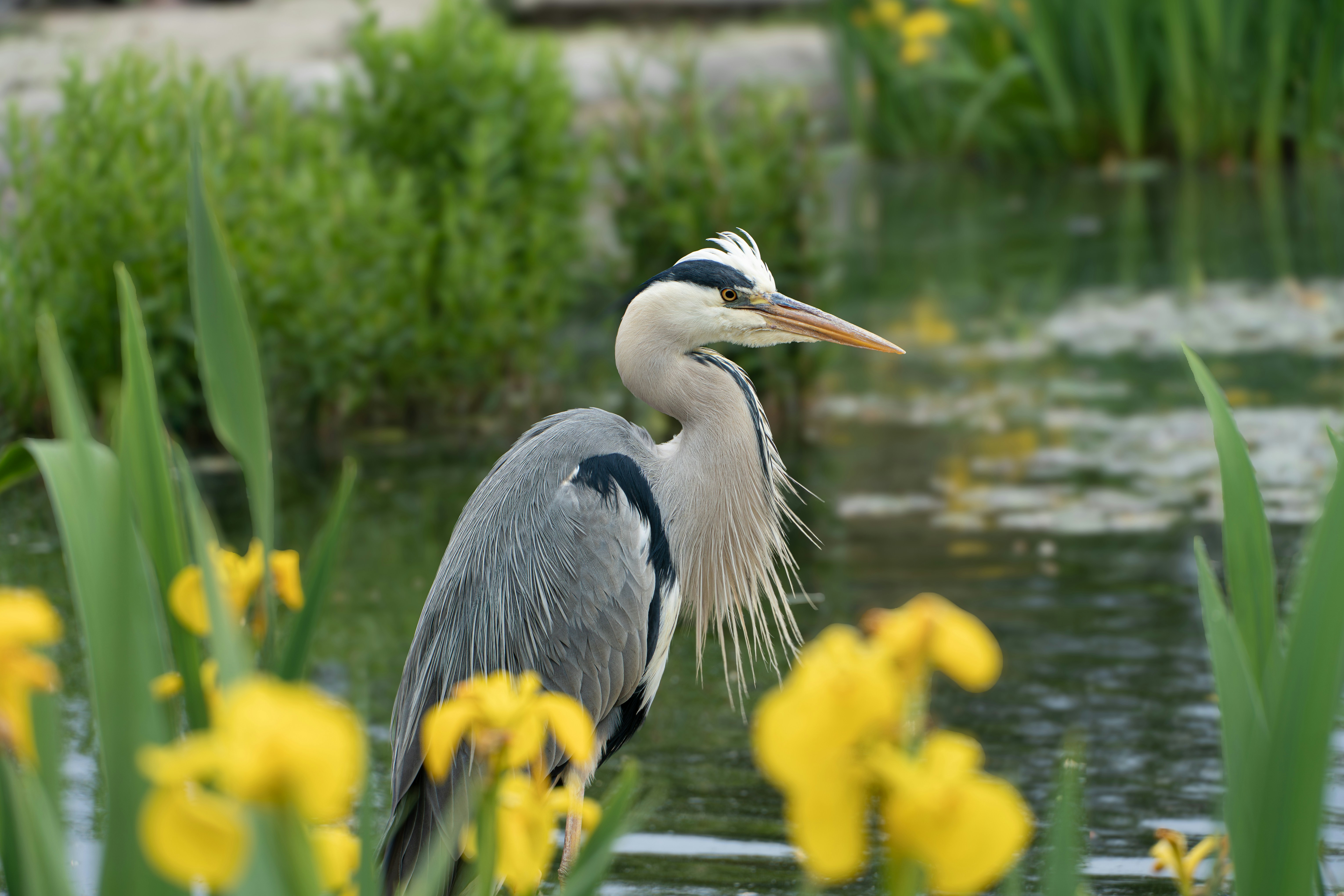 Crane by the Water: Focused on the Serene Egret with Golden Irises