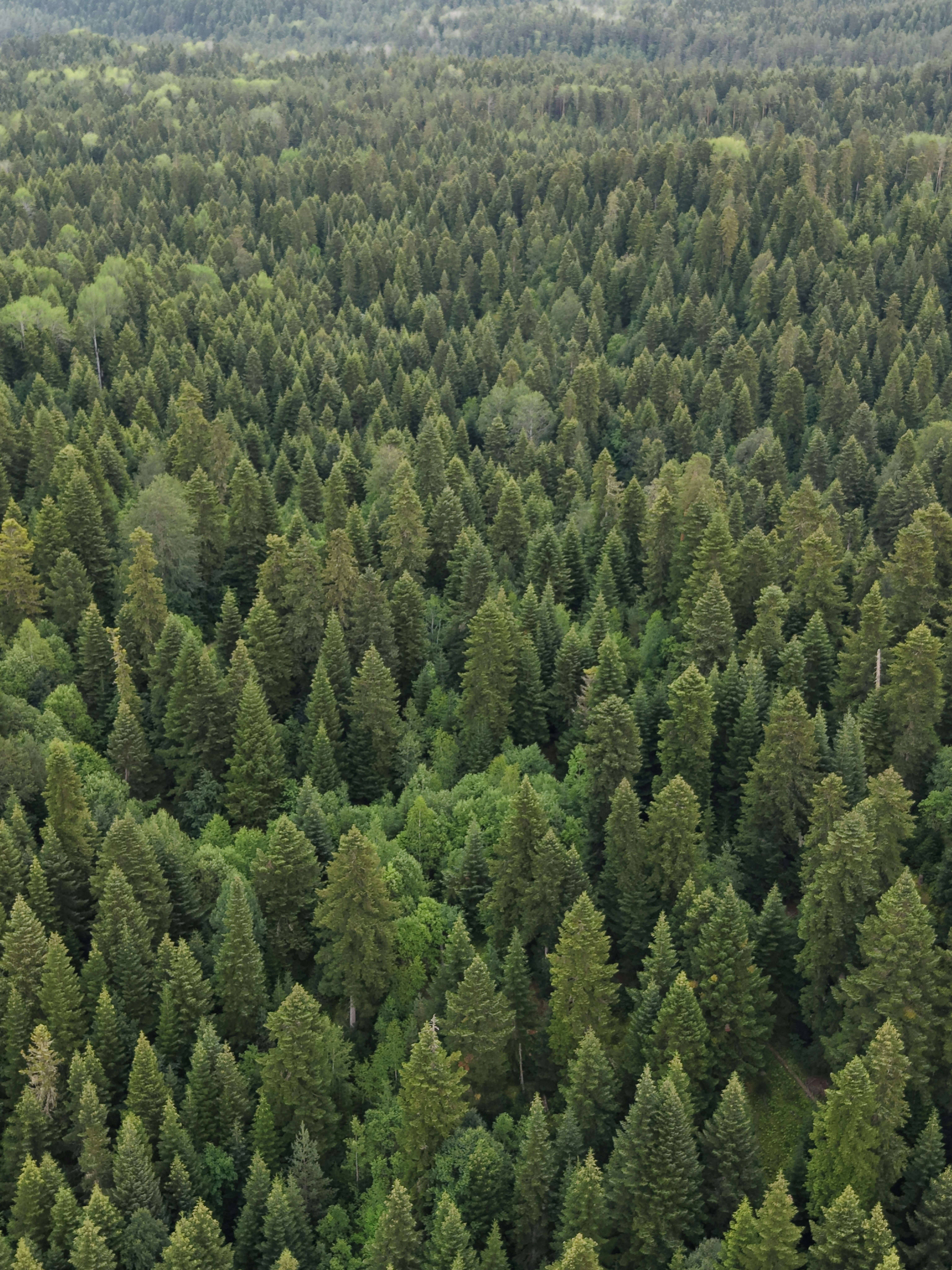 Emerald Canopy: A Sea of Pines from Above