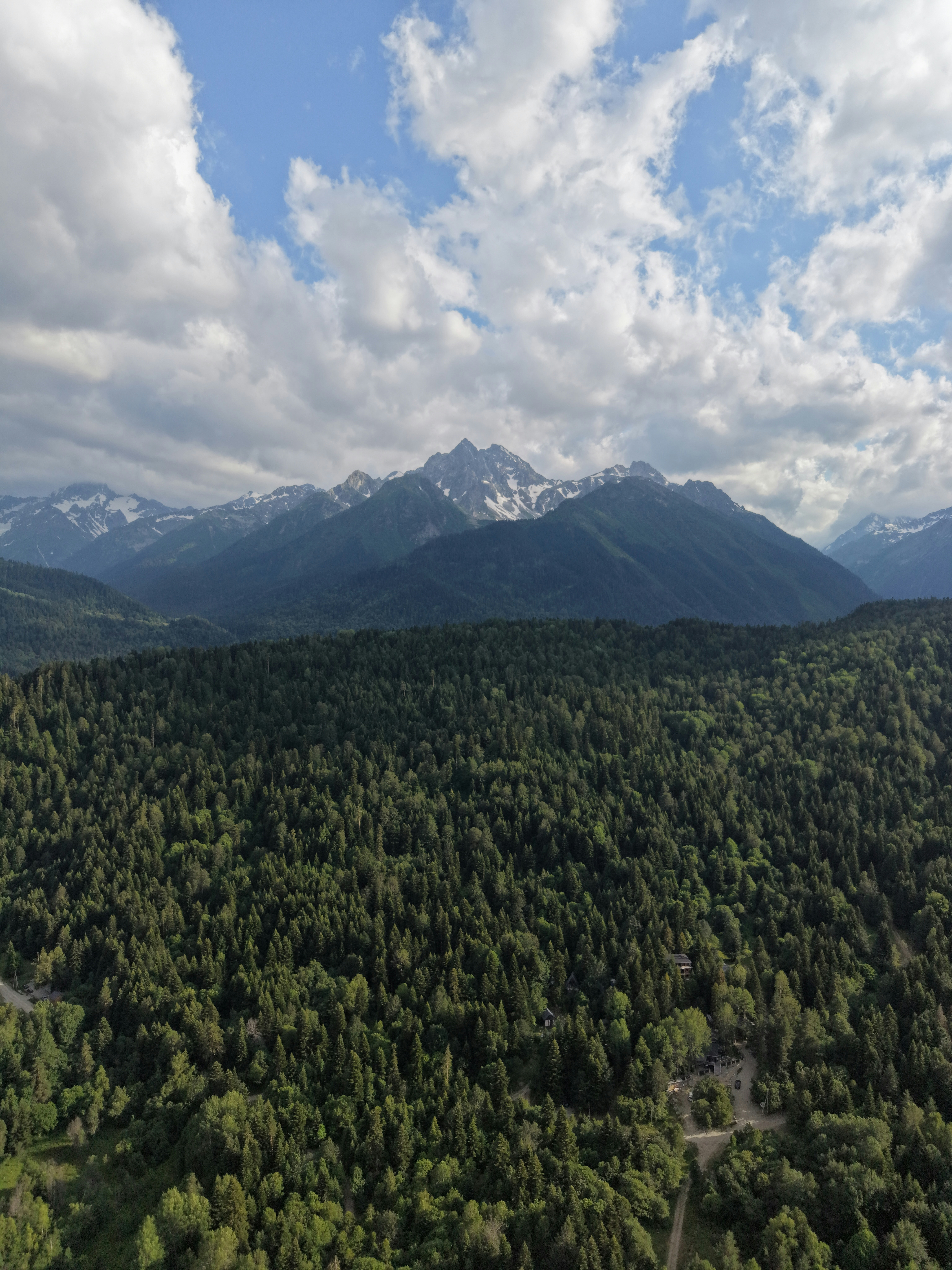 Majestic Pine Sea Beneath Snow-tipped Peaks