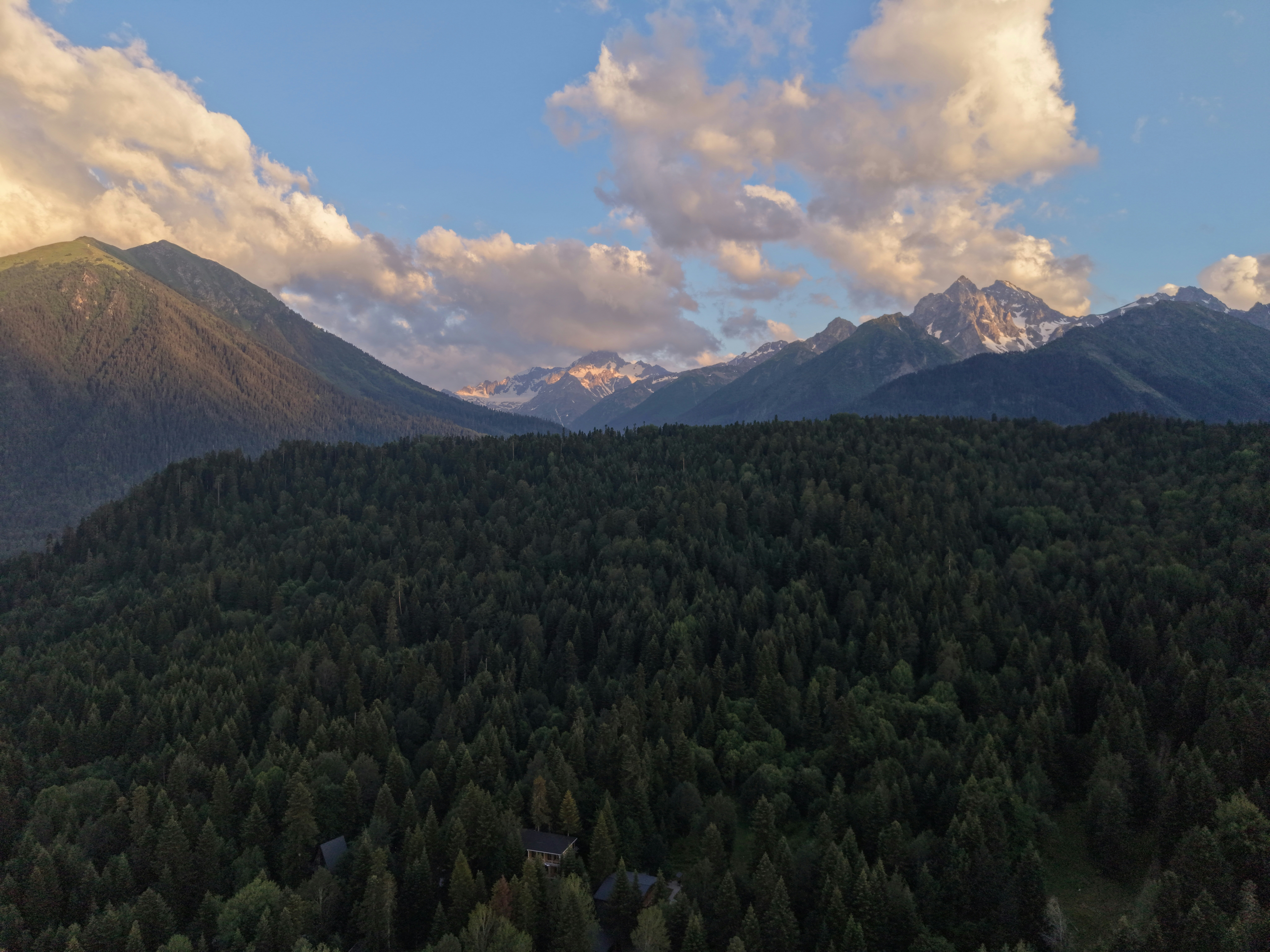 Peak Veil Over a Pine Sea