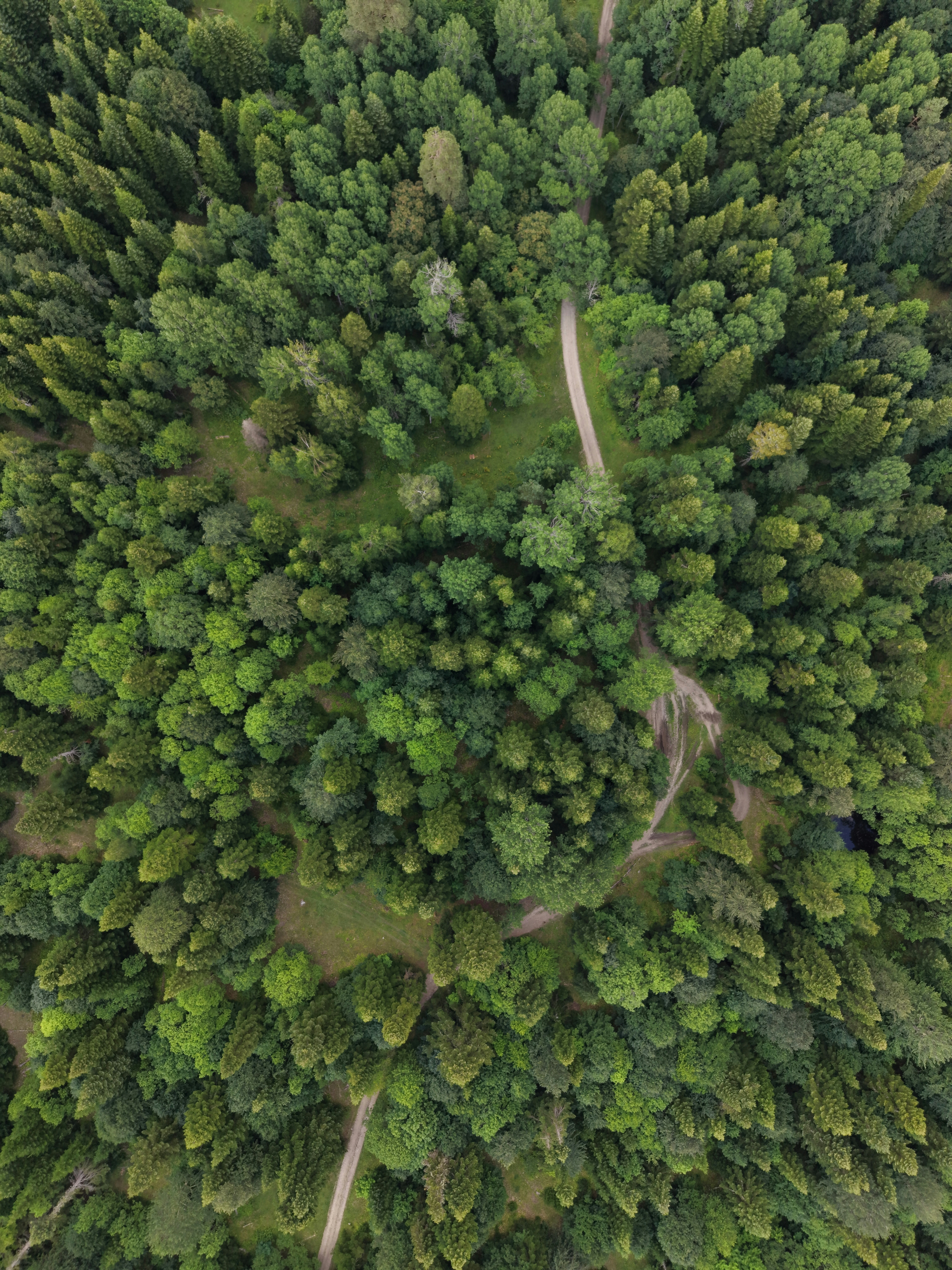 Meandering forest ribbon underfoot: a lone trail threads through green canopies
