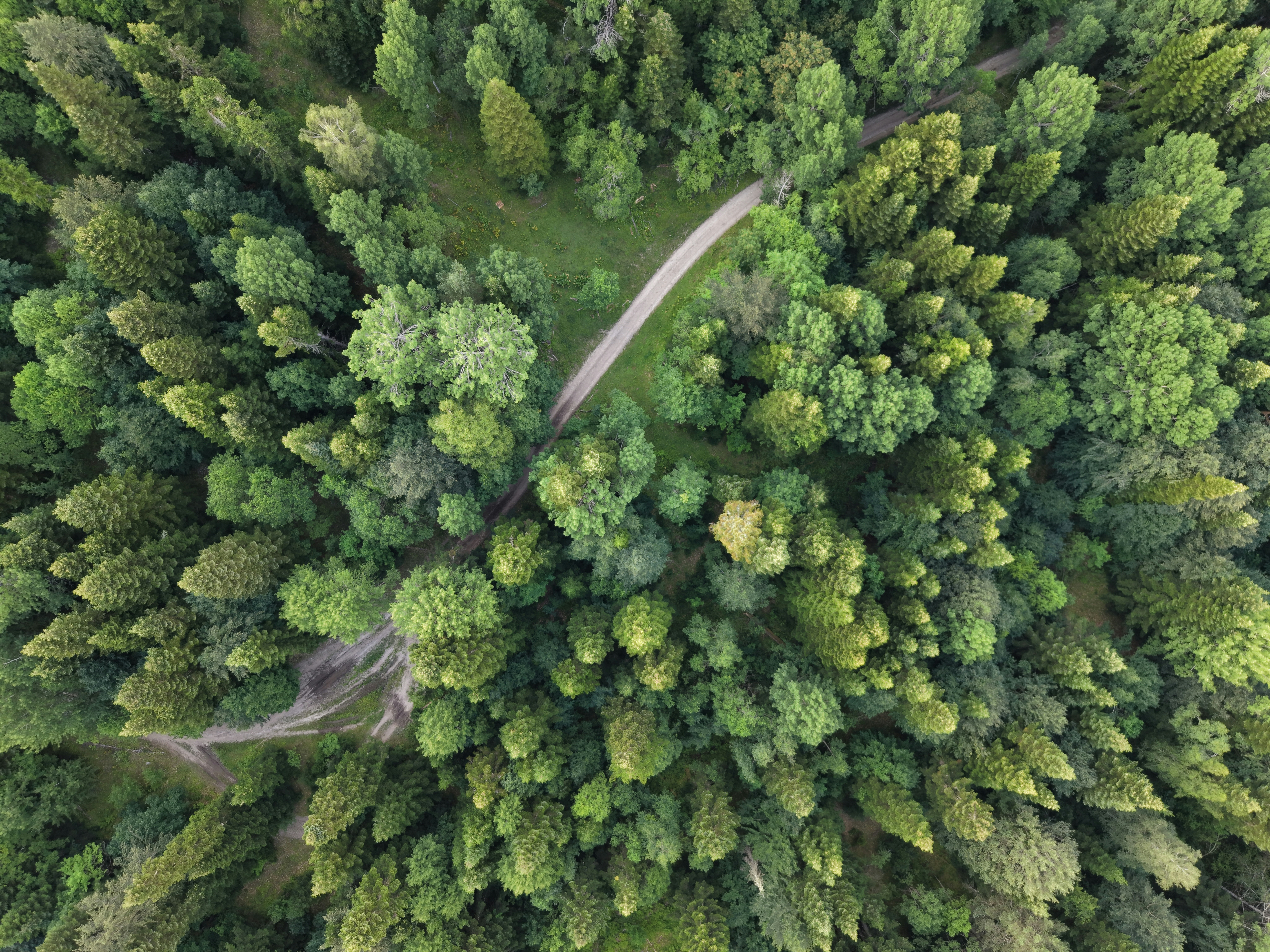 Canopy Circuit: Aerial Path Winding Through Dense Pine Corridor