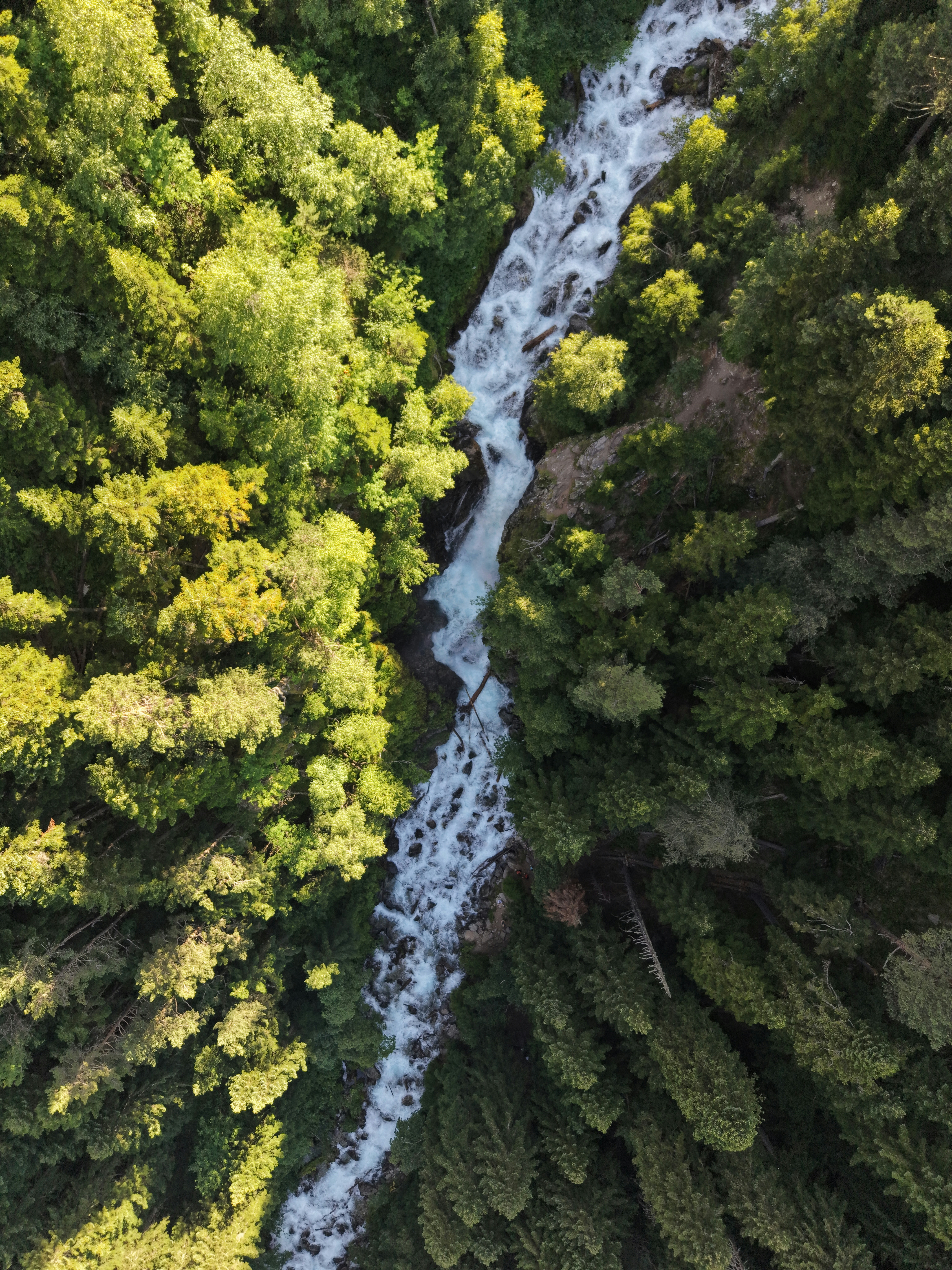 Aerial Ribbon: River-cutting Through Emerald Pines