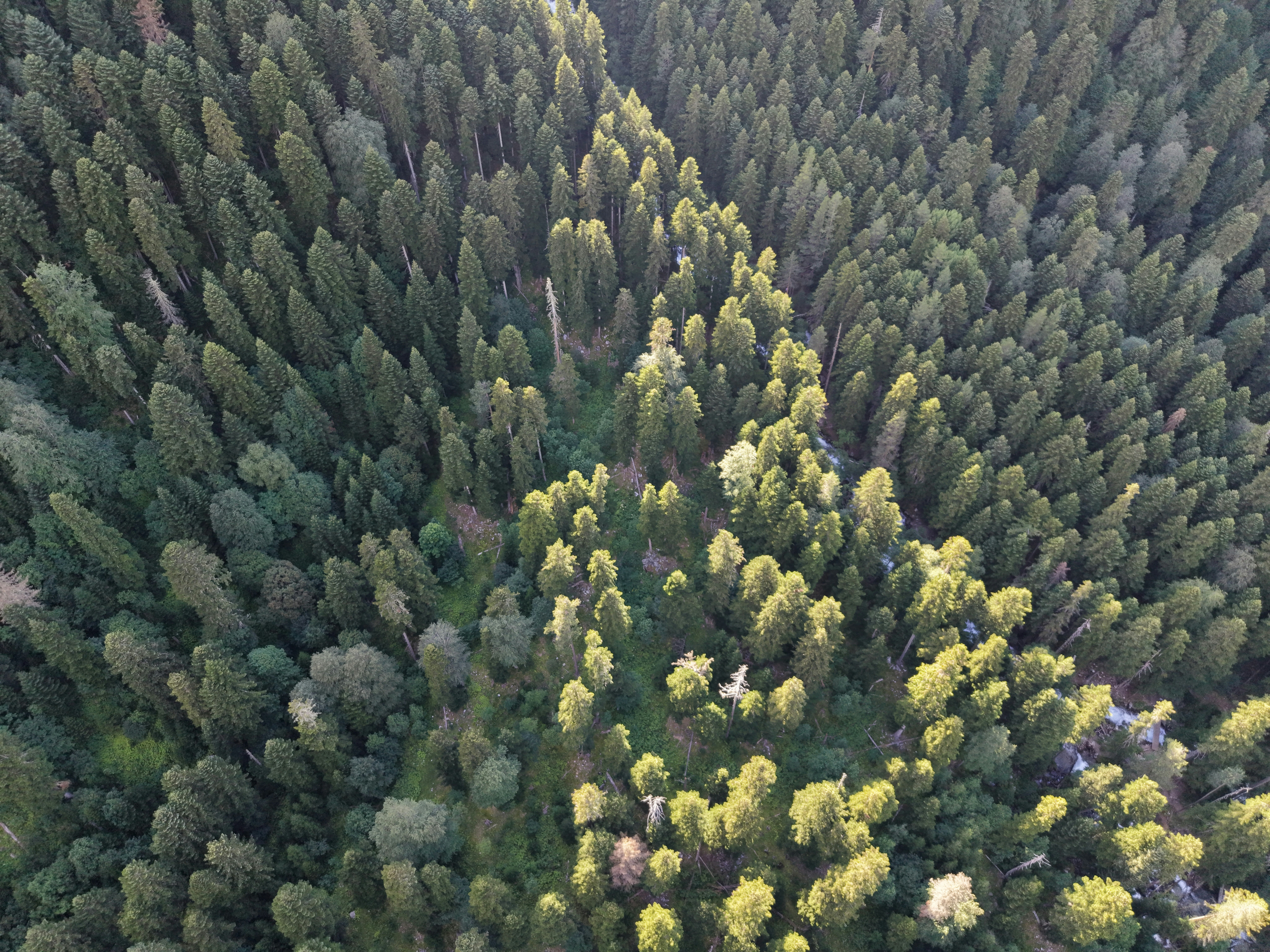 Ridgetop Cathedral: Sunlit Pine Canopy from Above