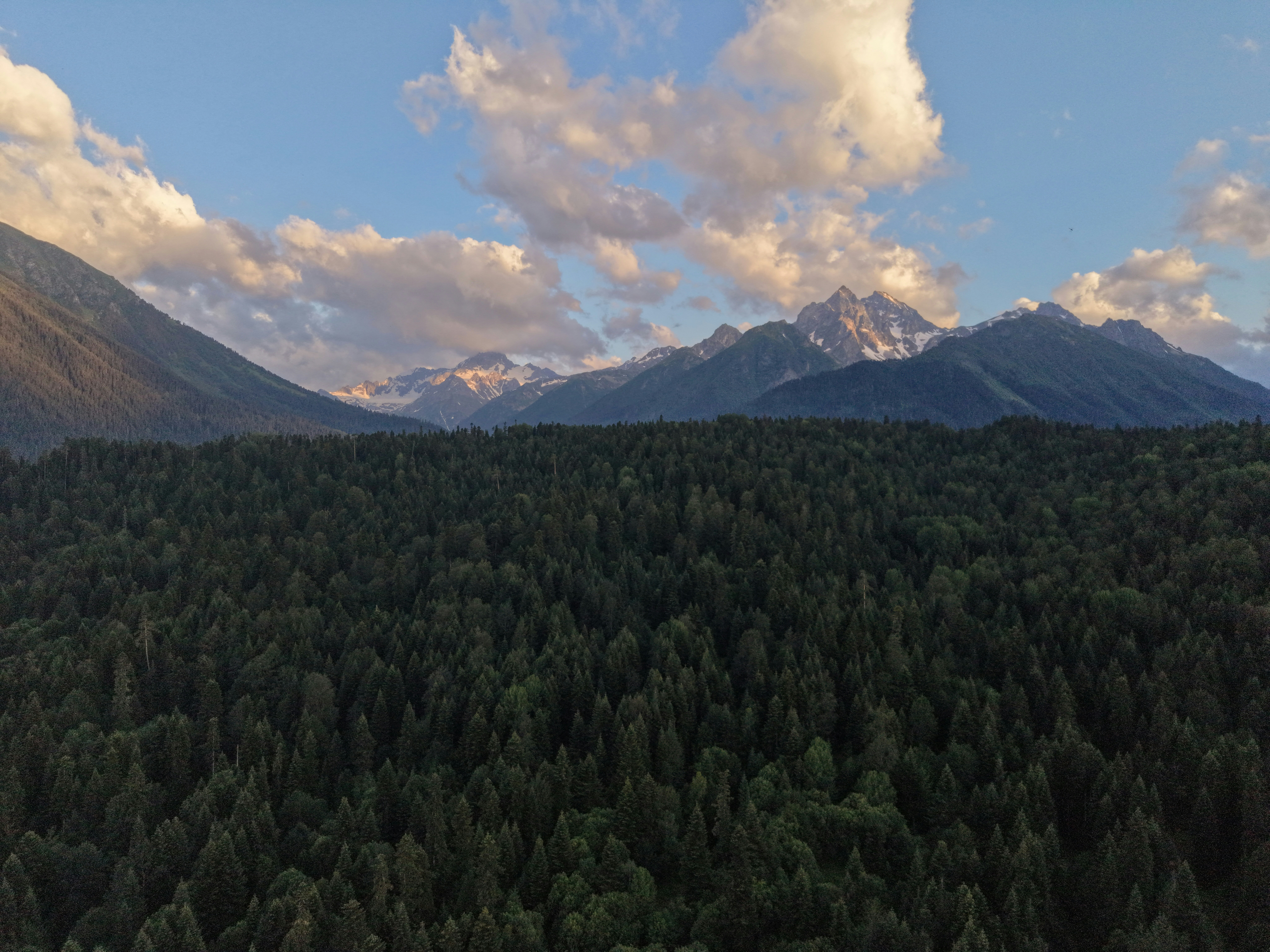 Mountains at Dusk Over a Conifer Sea