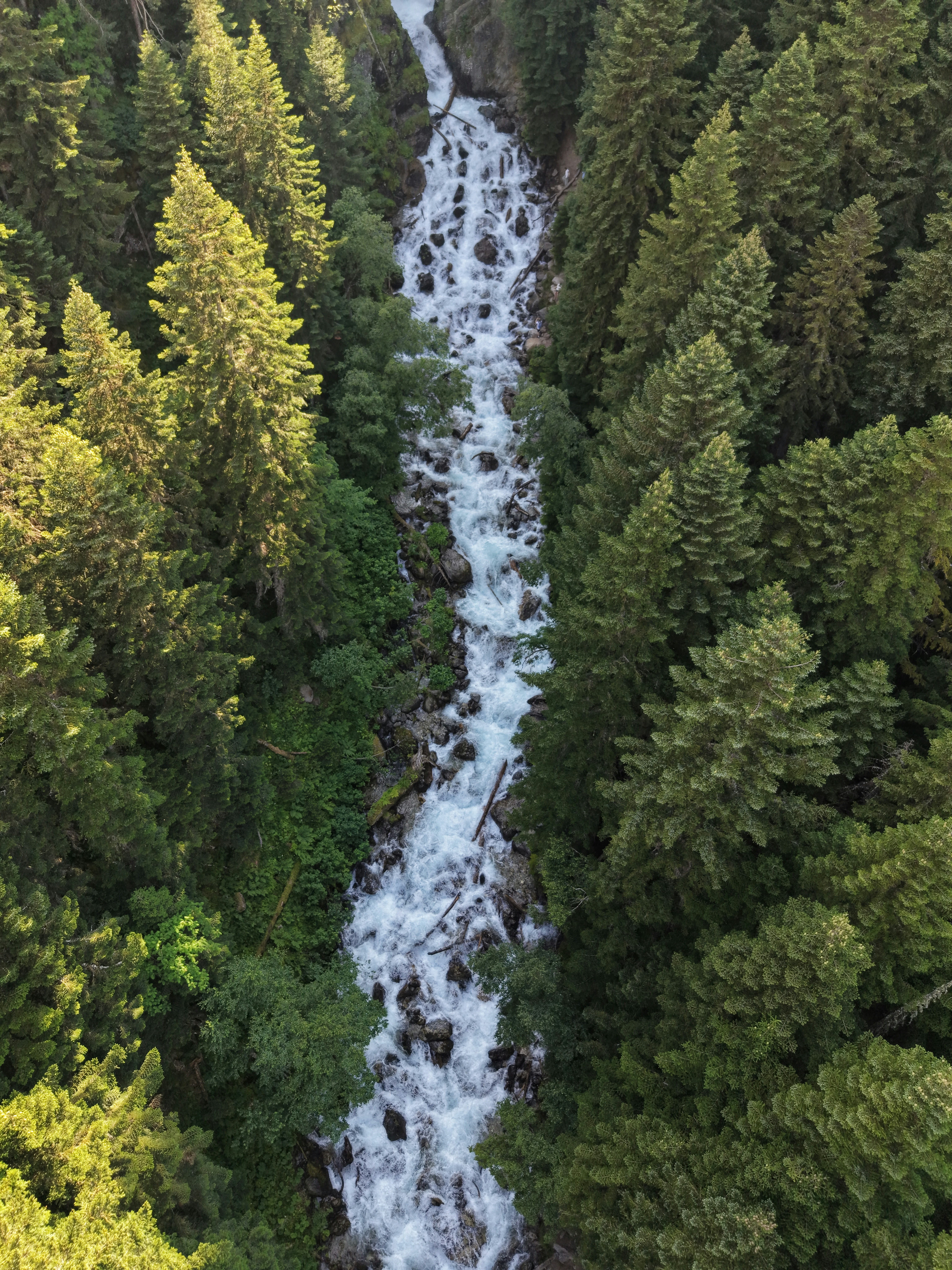 A Narrow Cascade Carved Through Emerald Pines