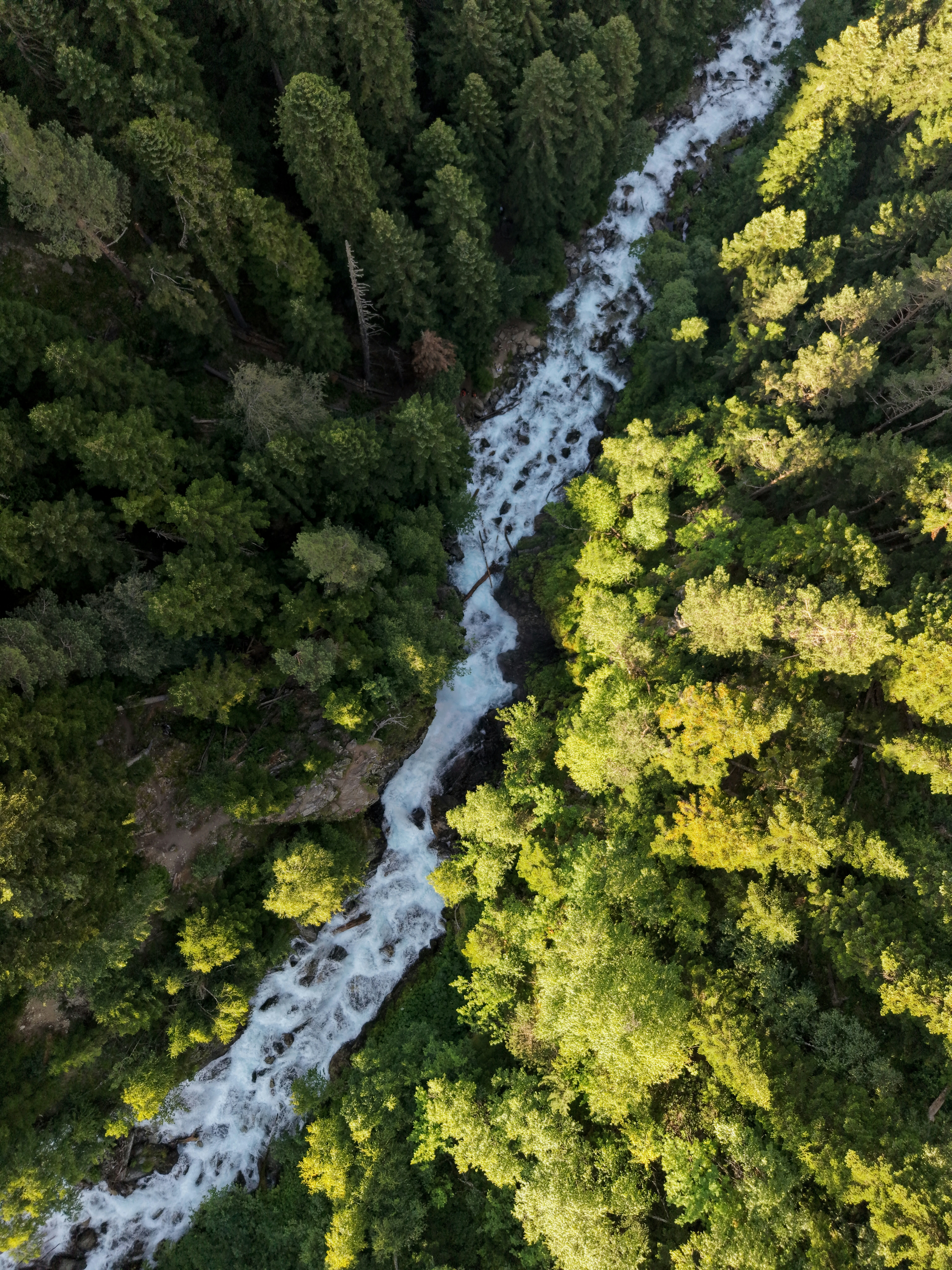 River of Pines: Aerial Cascade Through Emerald Canopy