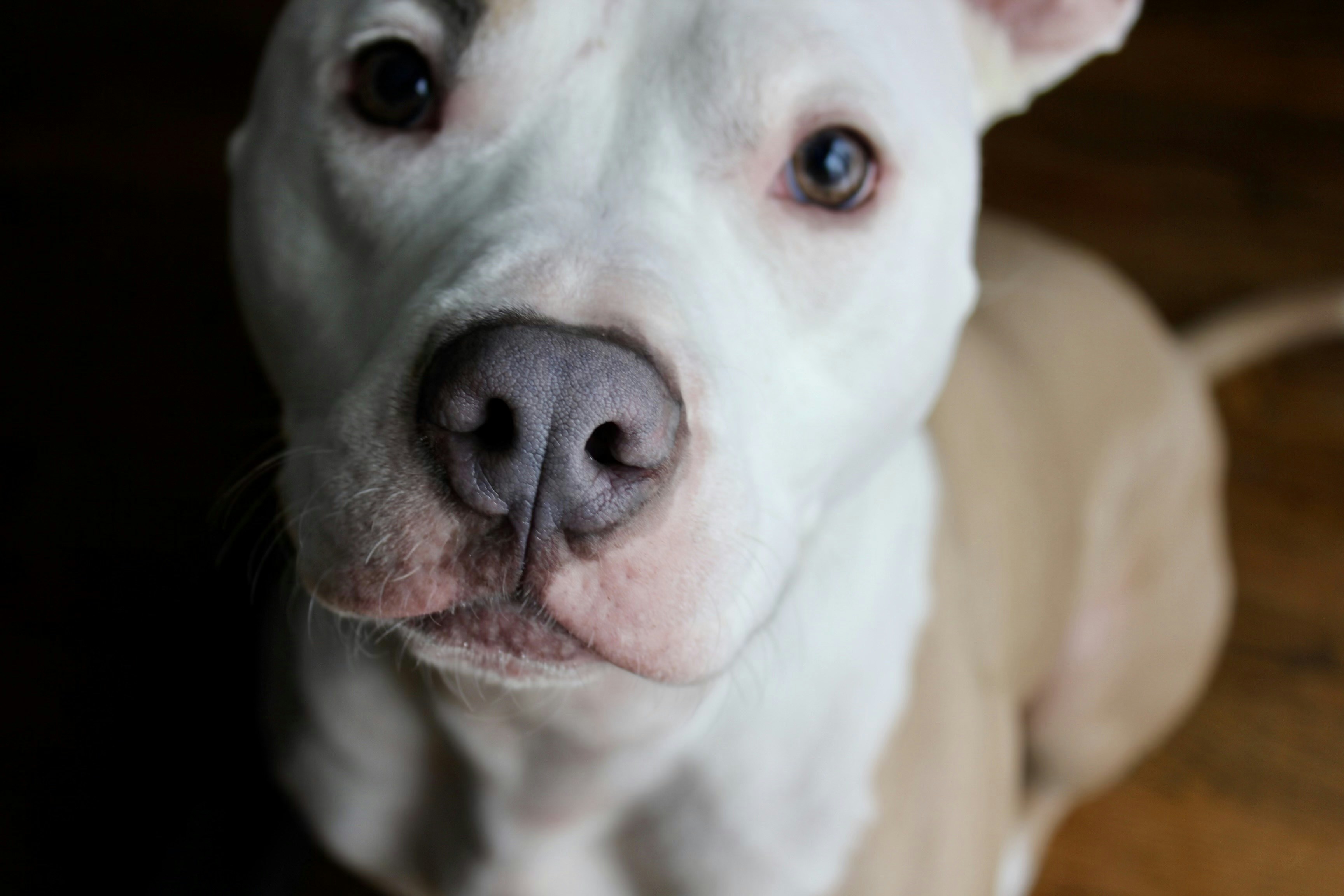 Close-Up of a Curious White Pit Bull's Face