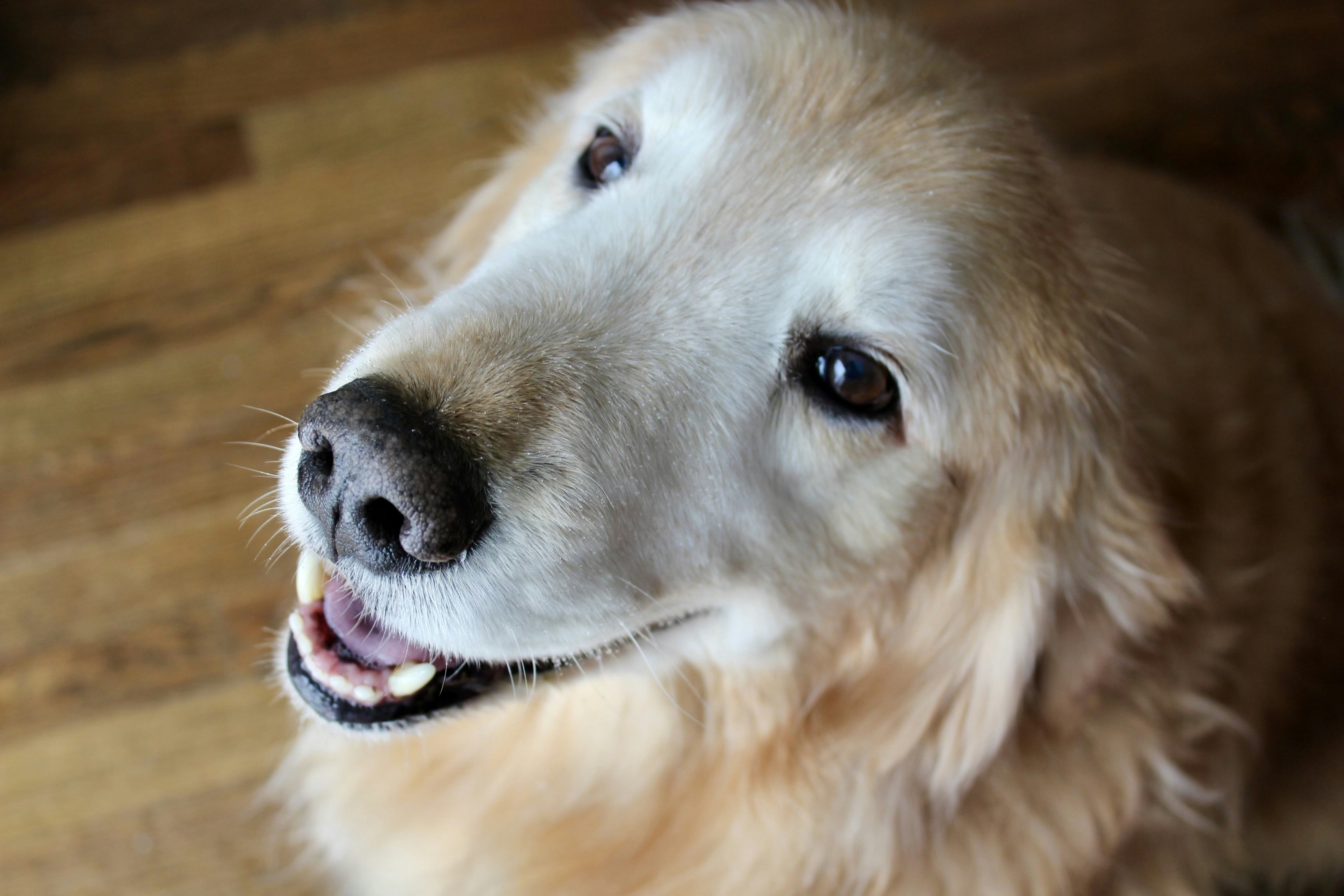 Golden Smile: A Friendly Golden Retriever Tilted Head Portrait